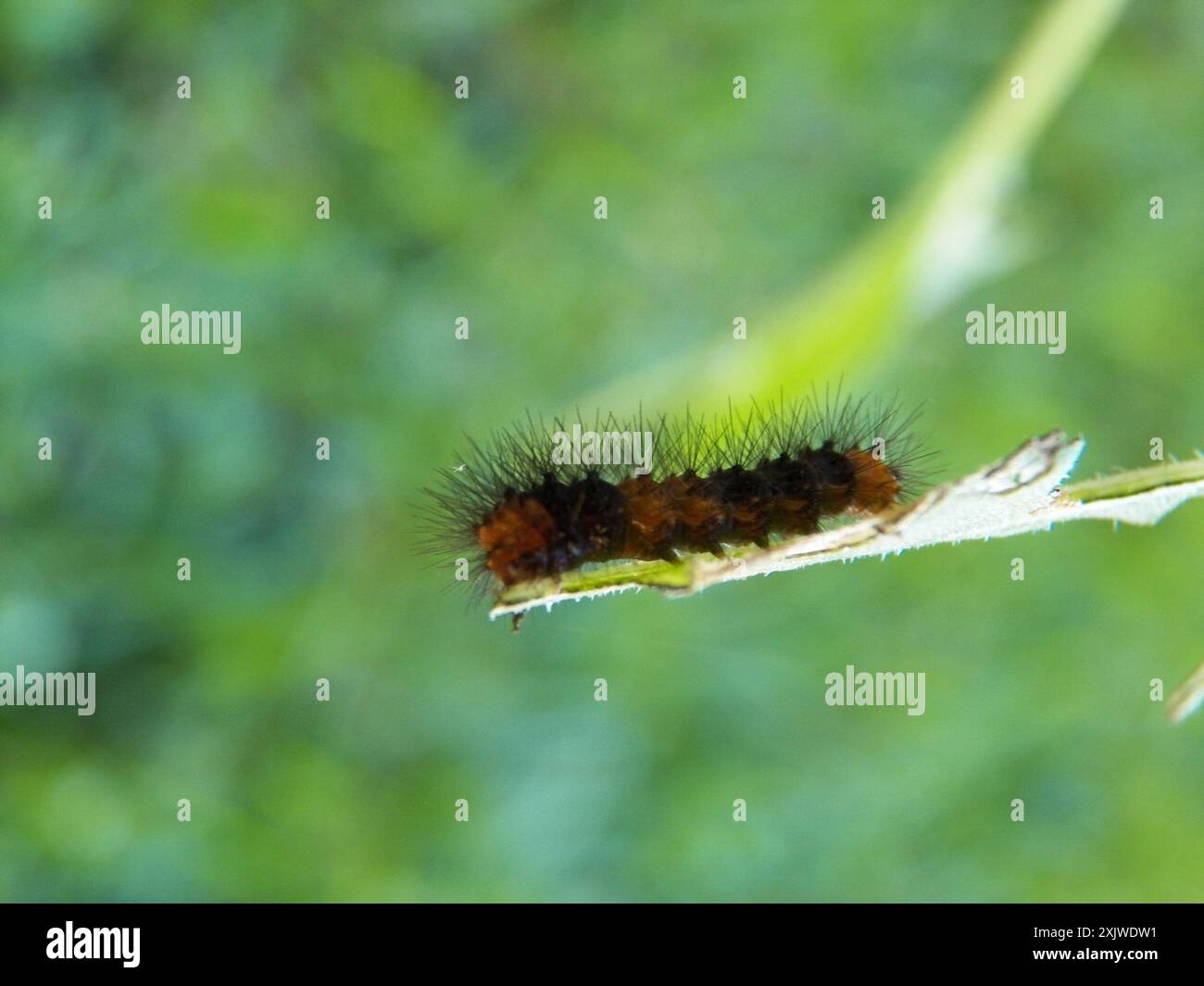 Giant Leopard Moth (Hypercompe scribonia) Insecta Stock Photo - Alamy