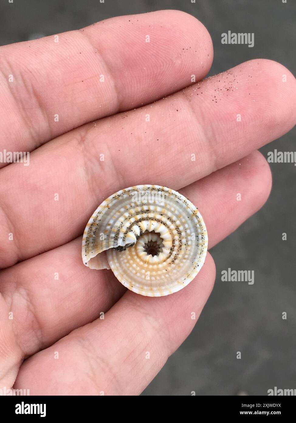 Common Sundial (Architectonica nobilis) Mollusca Stock Photo - Alamy