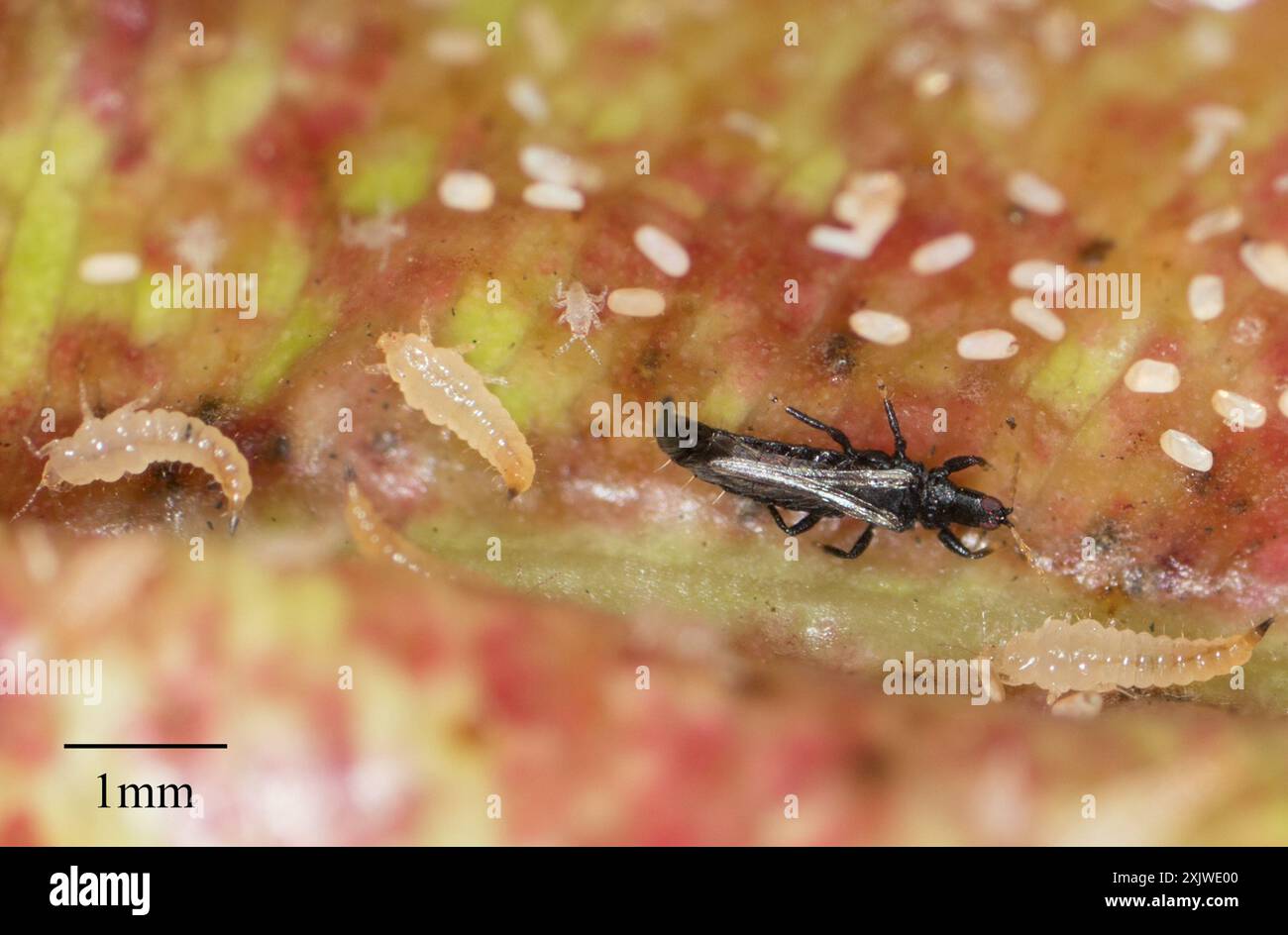 Weeping Fig Thrips (Gynaikothrips uzeli) Insecta Stock Photo - Alamy