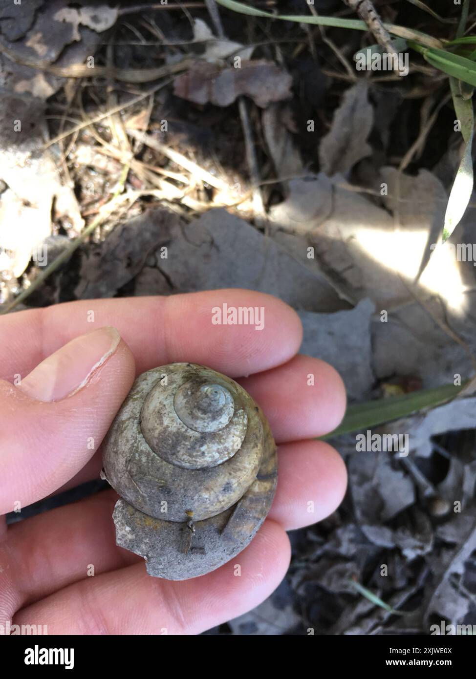 Cipangopaludina chinensis hi-res stock photography and images - Alamy