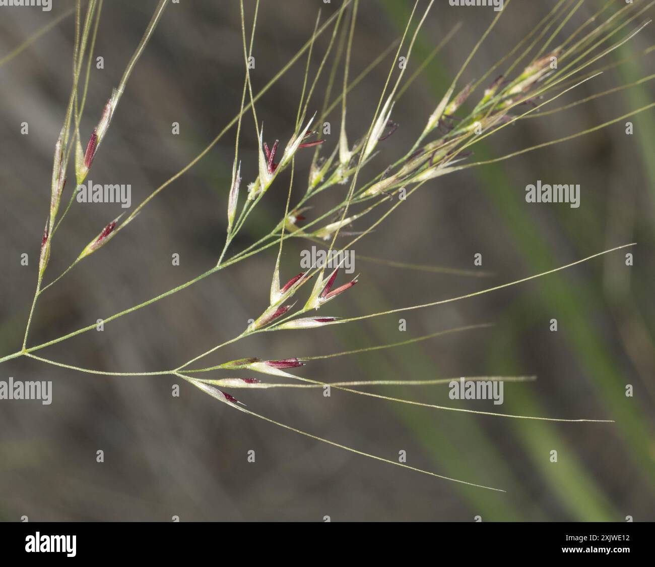 purple needlegrass (Nassella pulchra) Plantae Stock Photo - Alamy