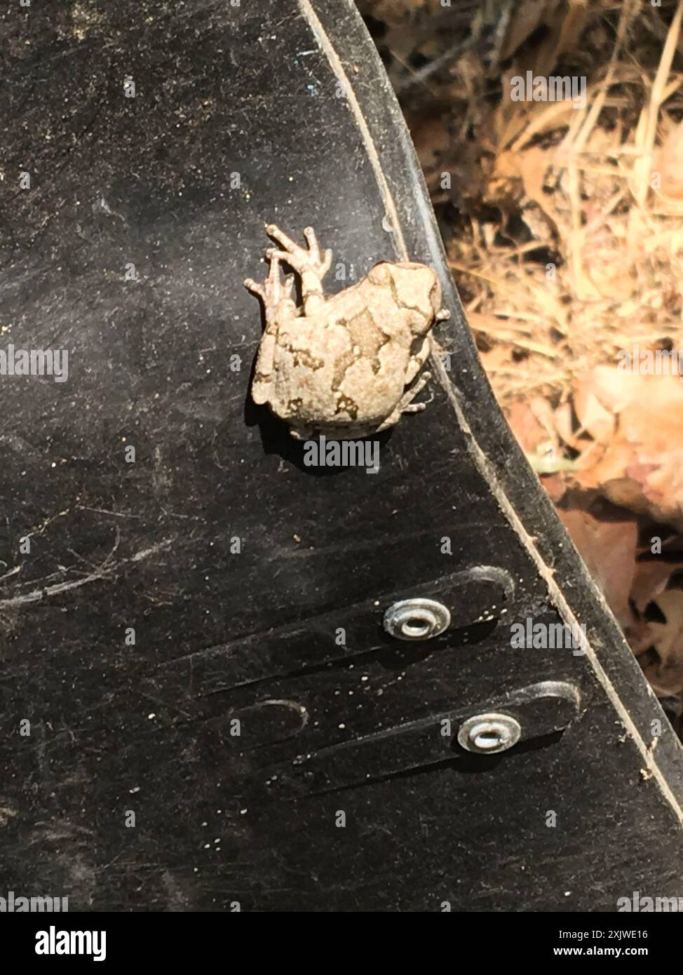 Holarctic Treefrogs (Hyla) Amphibia Stock Photo - Alamy