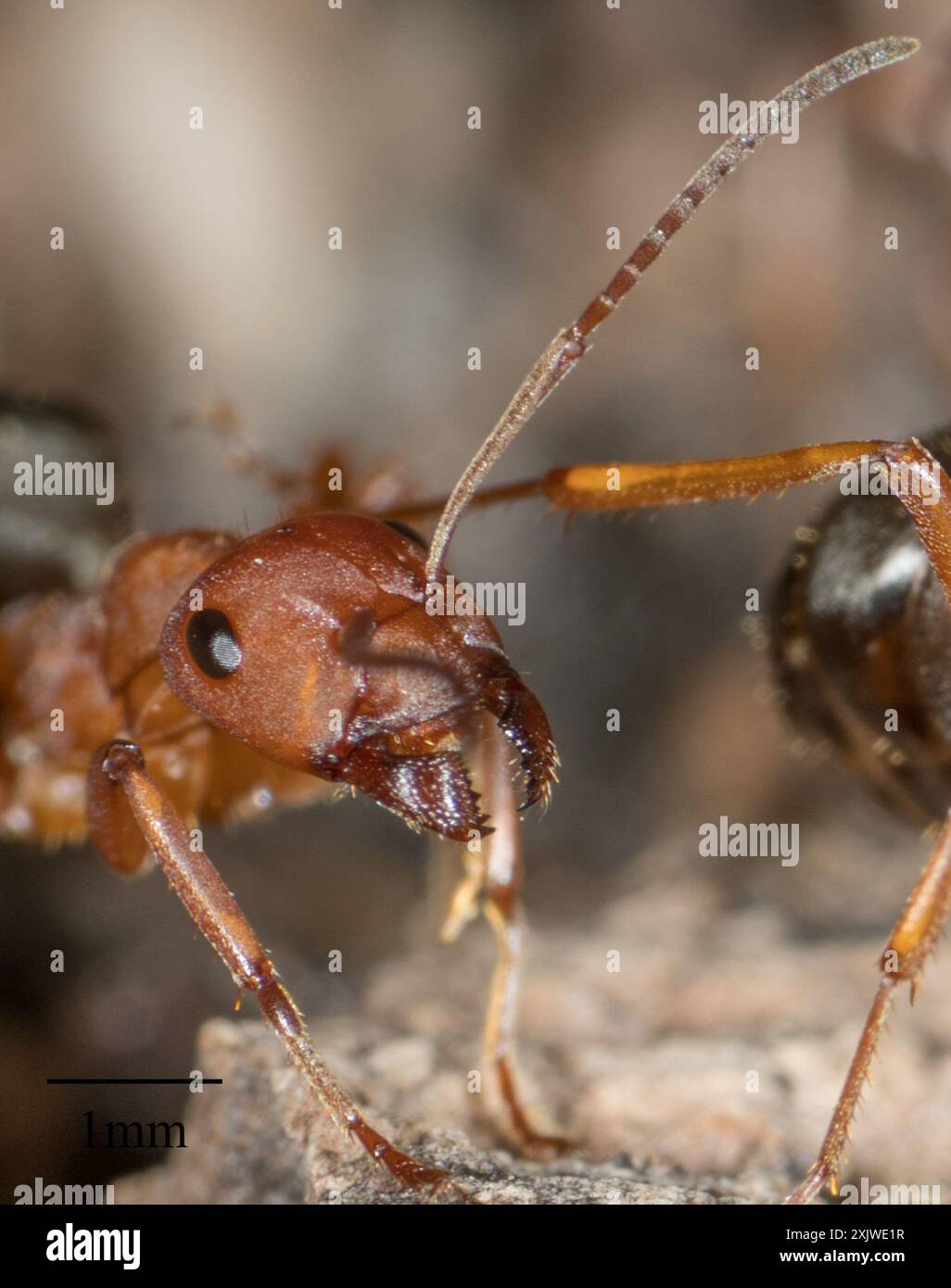 integra-group Field and Mound Ants (Formica integra) Insecta Stock ...