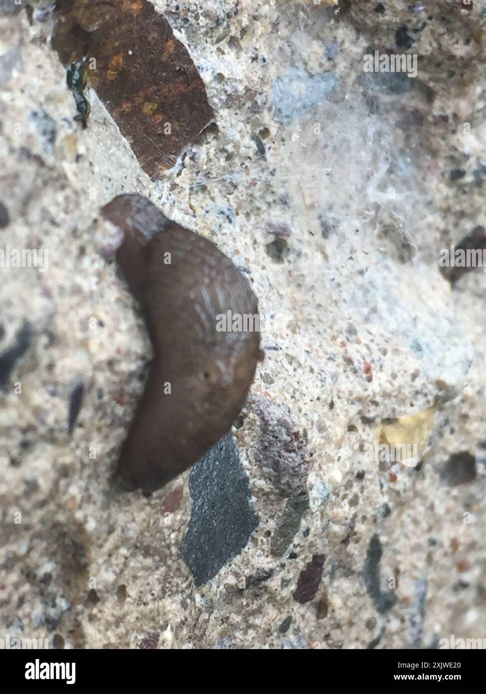 Smooth Land Slugs (Deroceras) Mollusca Stock Photo - Alamy