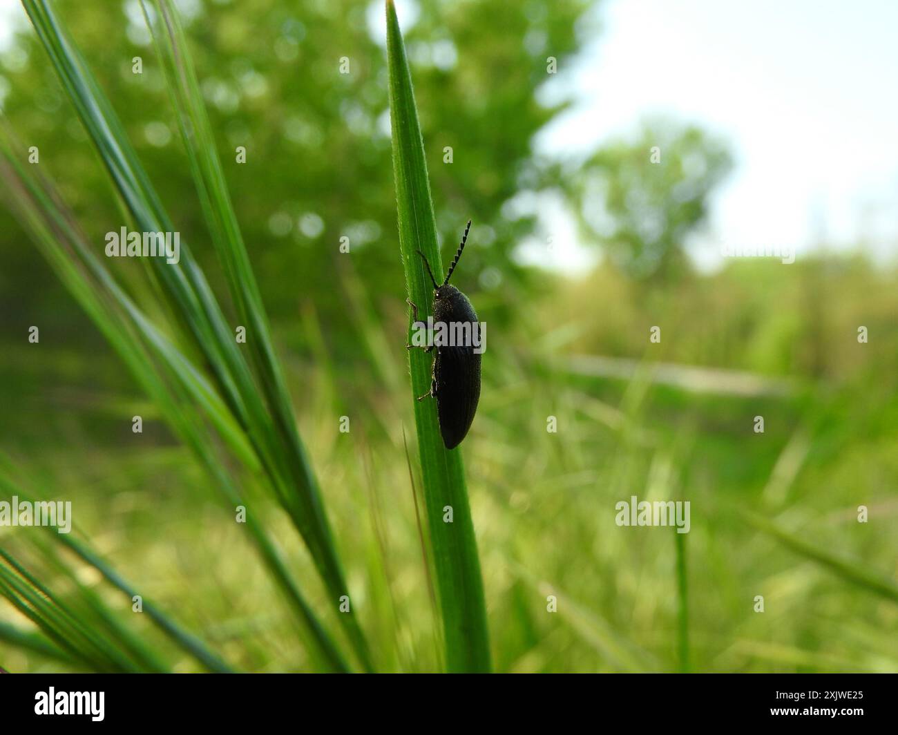 Click Beetles (Elateridae) Insecta Stock Photo - Alamy