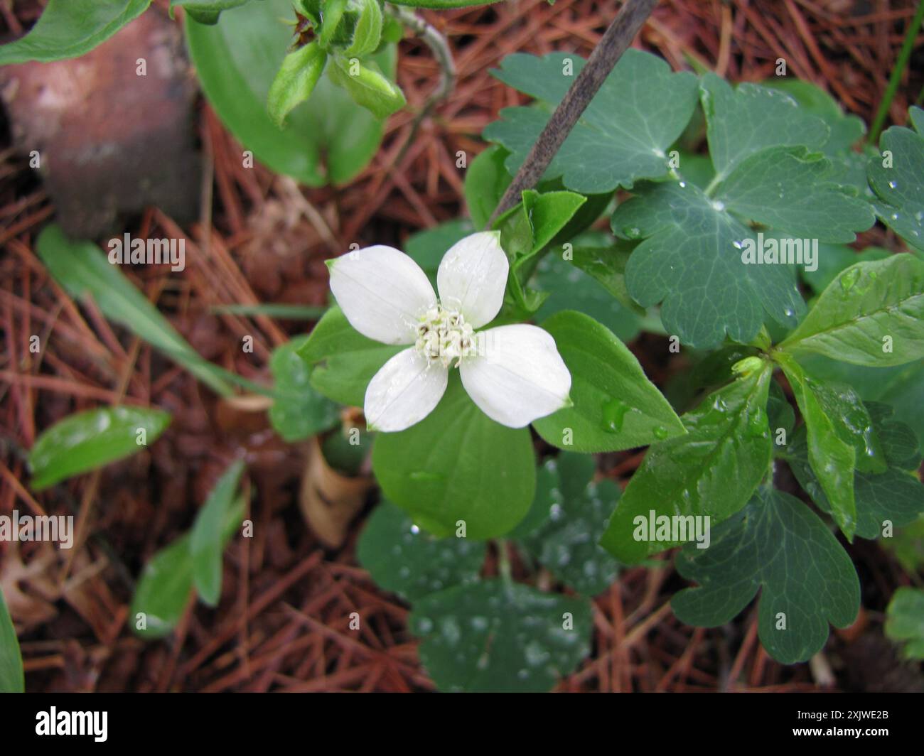 Canadian bunchberry (Cornus canadensis) Plantae Stock Photo - Alamy