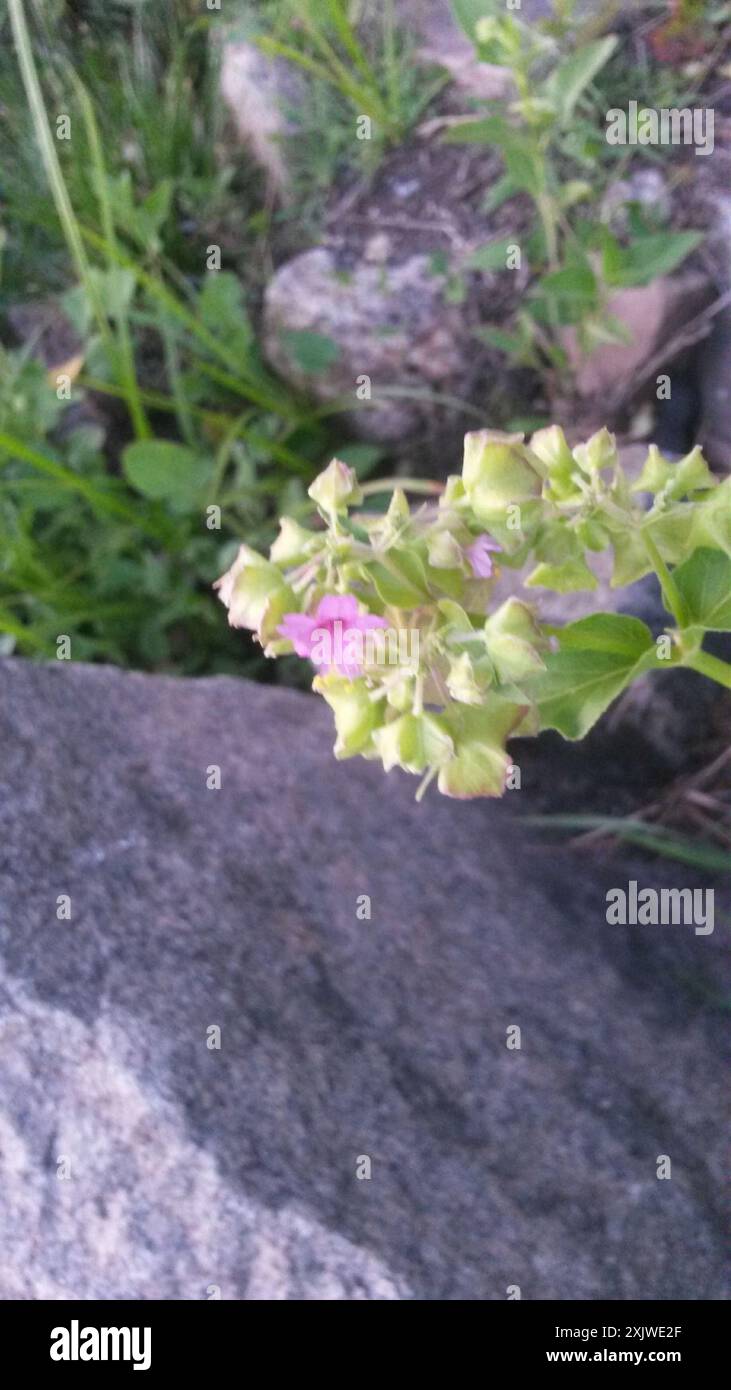 Wild Four o'Clock (Mirabilis nyctaginea) Plantae Stock Photo - Alamy