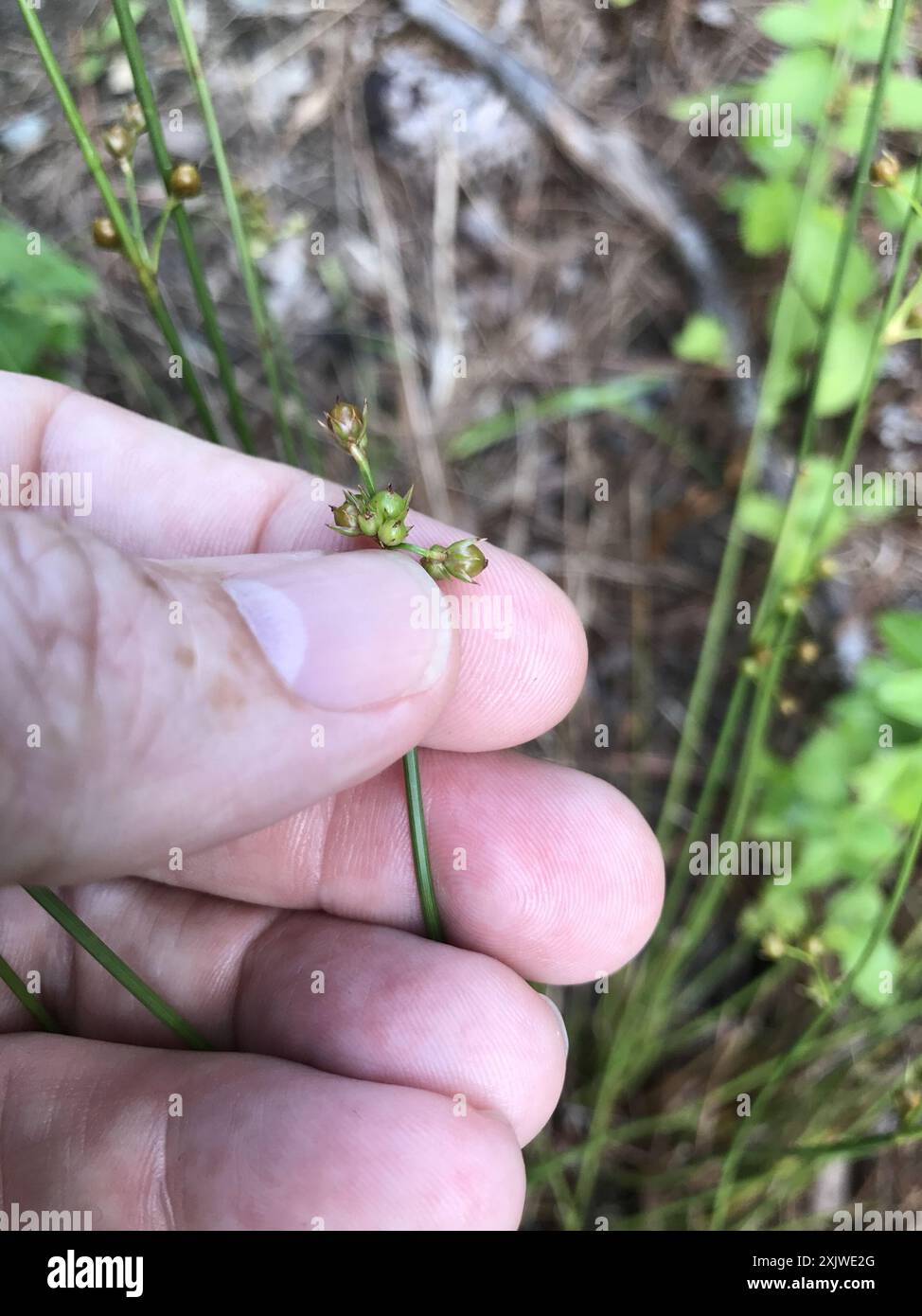 Leathery Rush (Juncus coriaceus) Plantae Stock Photo - Alamy