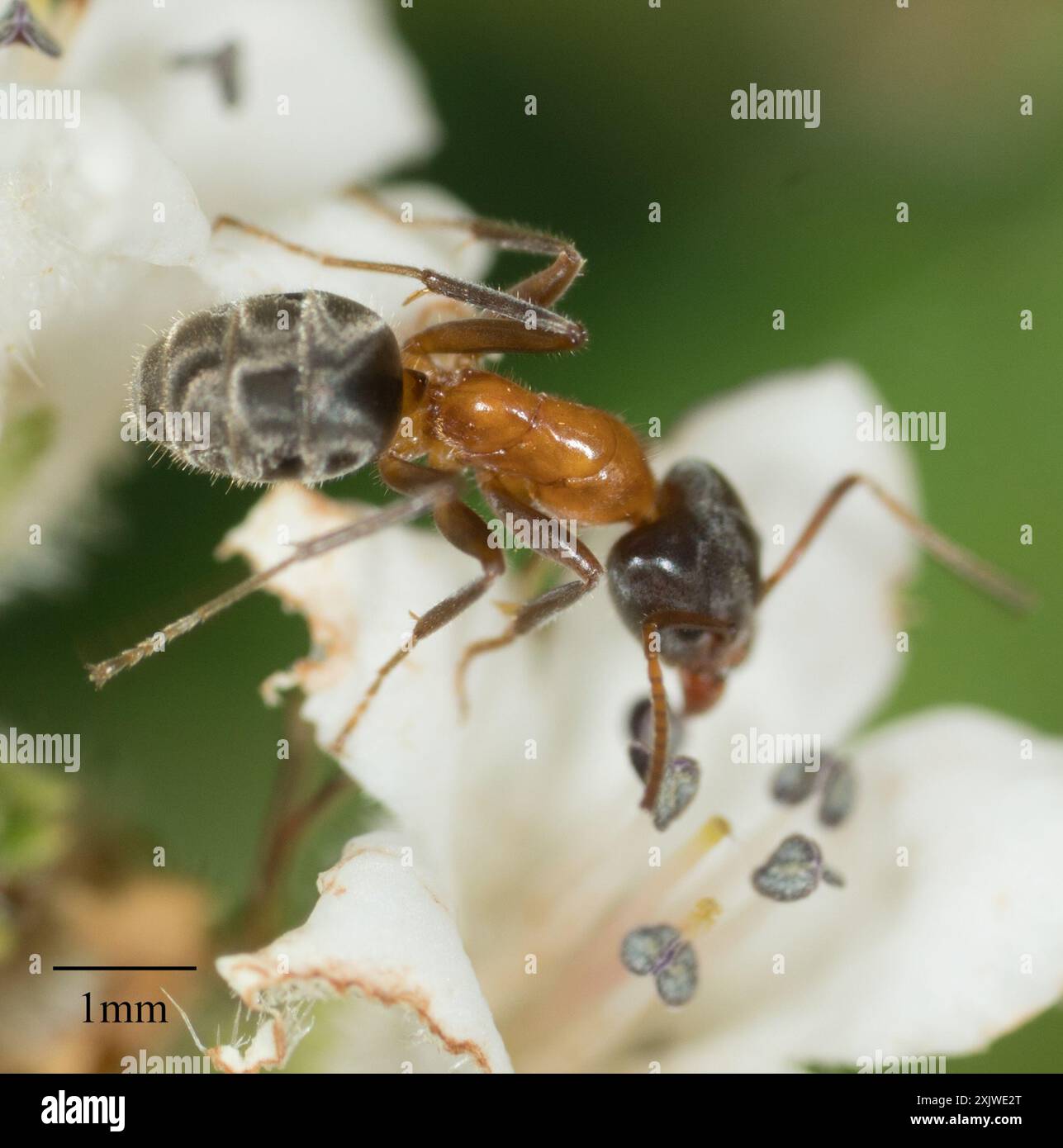 Western Velvety Tree Ant (Liometopum occidentale) Insecta Stock Photo ...