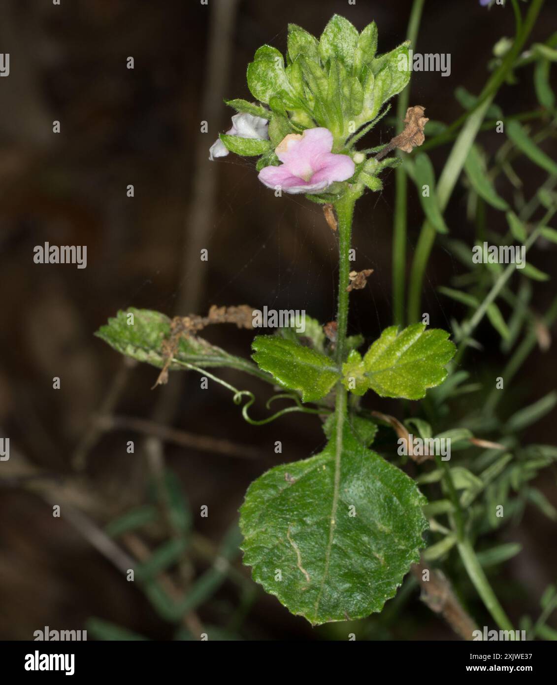 lantanas (Lantana) Plantae Stock Photo - Alamy