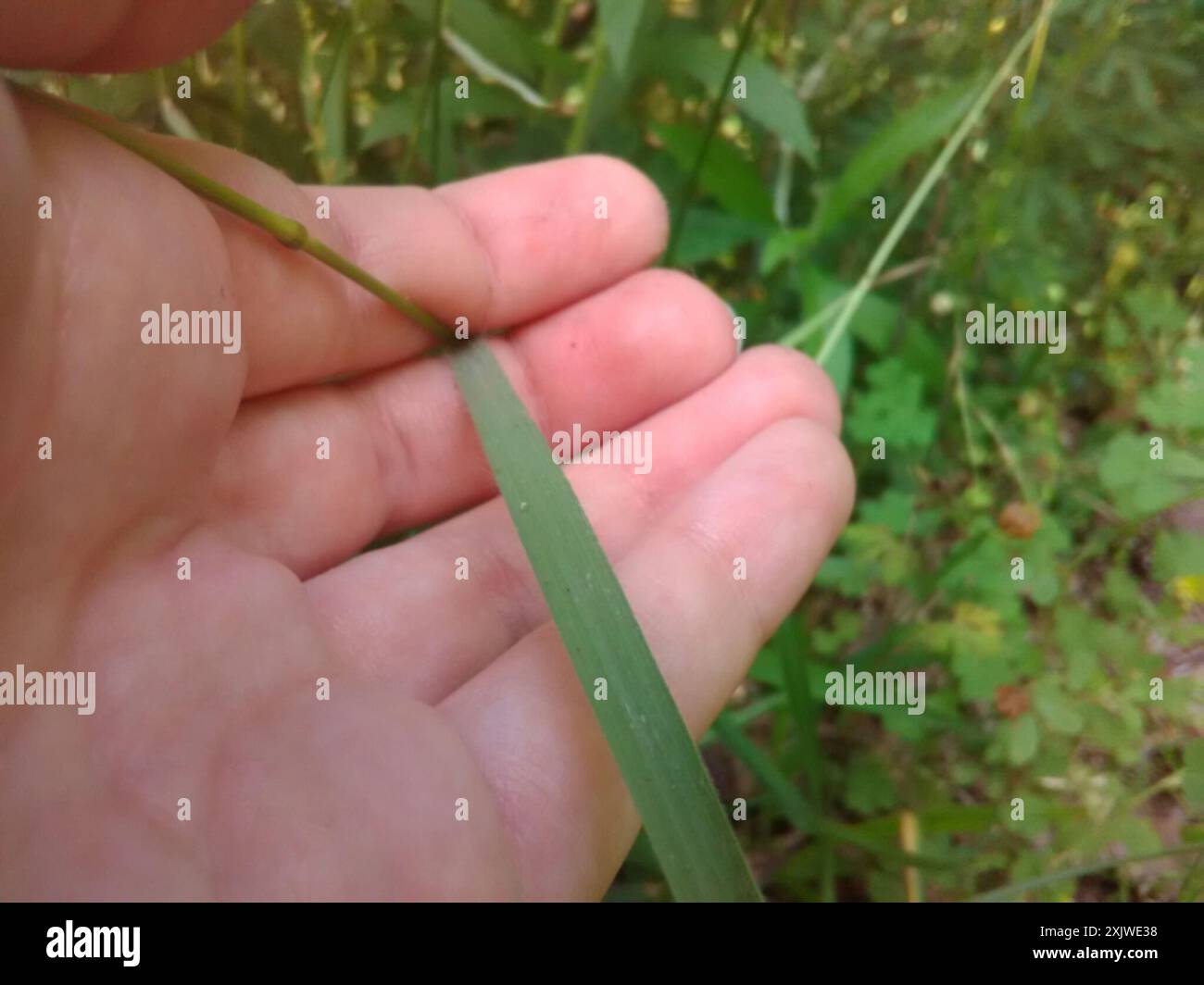 Field Brome (Bromus arvensis) Plantae Stock Photo - Alamy