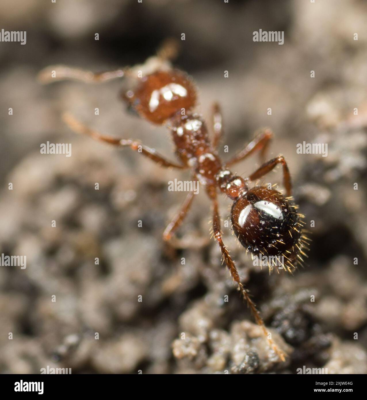 Red Imported Fire Ant (Solenopsis invicta) Insecta Stock Photo - Alamy