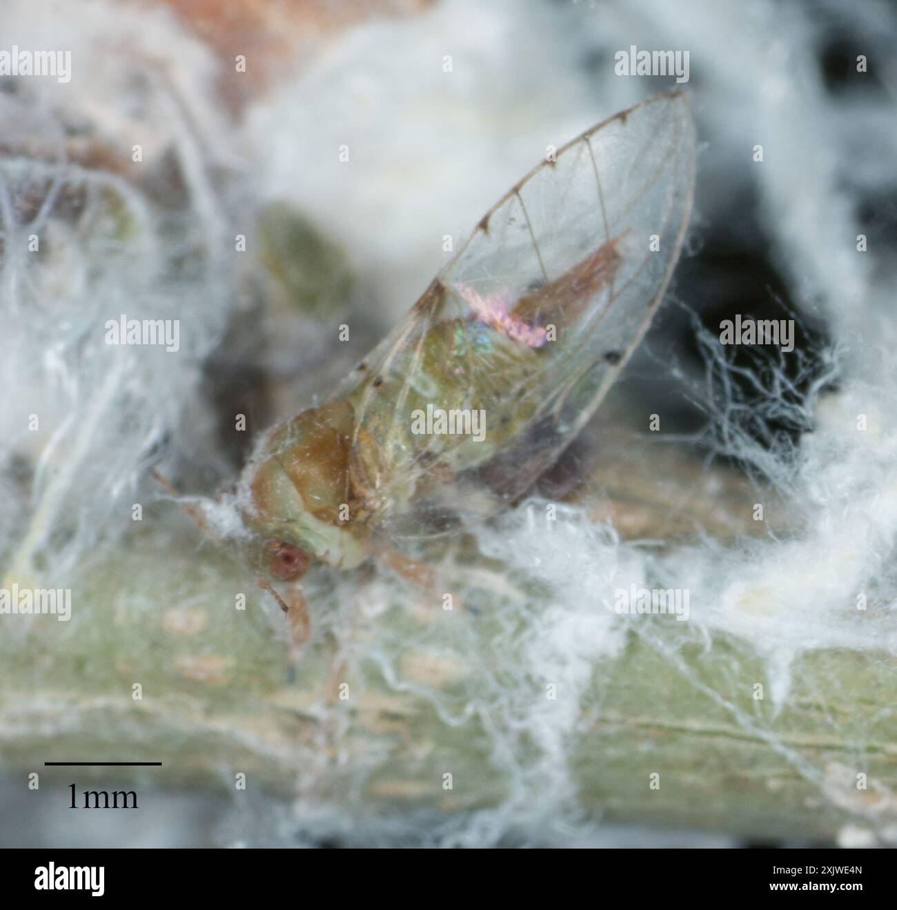 Curtain Fig Psyllid (Macrohomotoma gladiatum) Insecta Stock Photo - Alamy