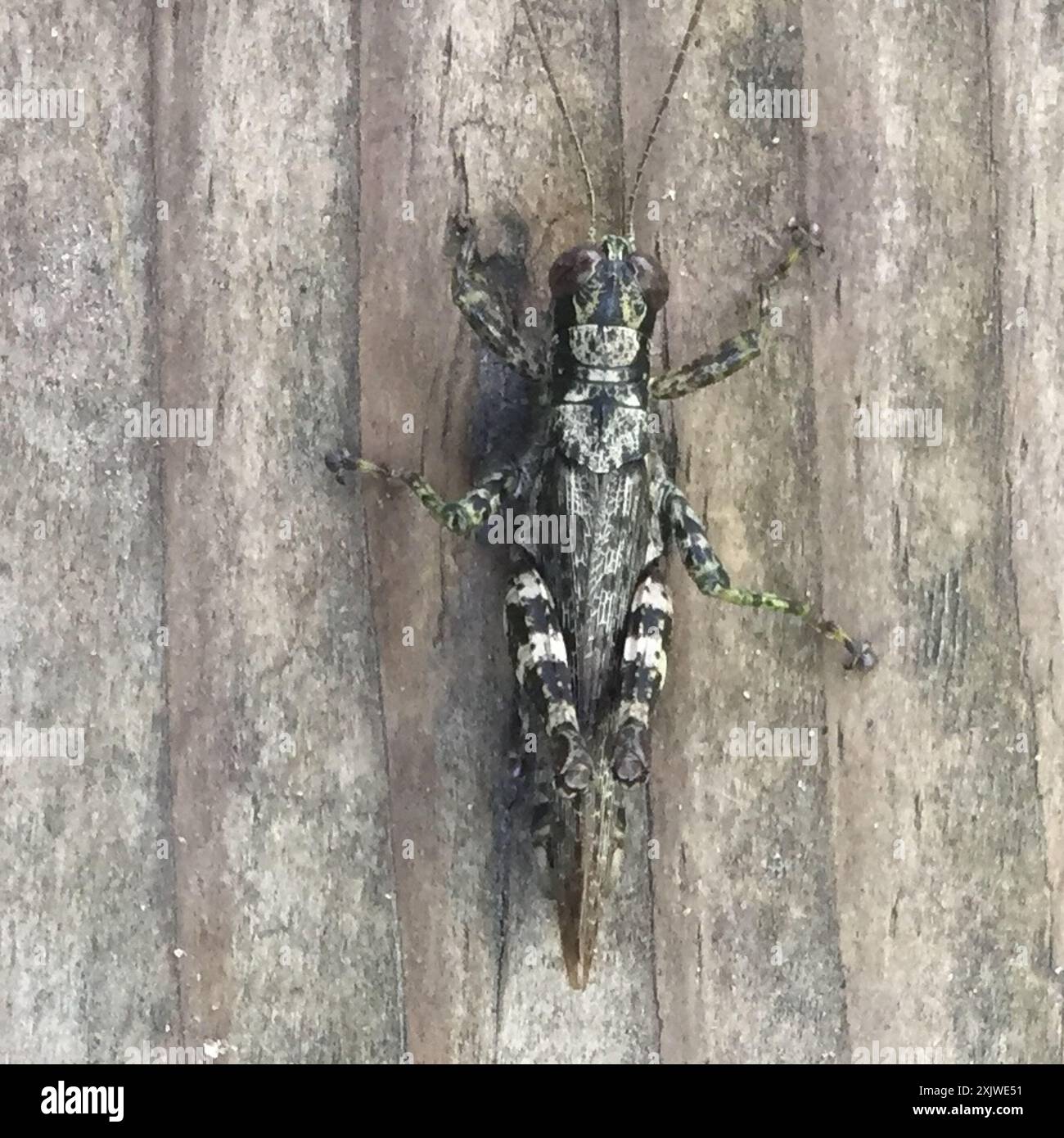 Pine tree Spur-throat Grasshopper (Melanoplus punctulatus) Insecta ...