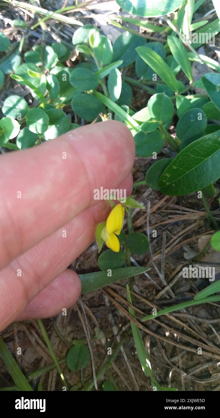 Rabbitbells (Crotalaria rotundifolia) Plantae Stock Photo - Alamy