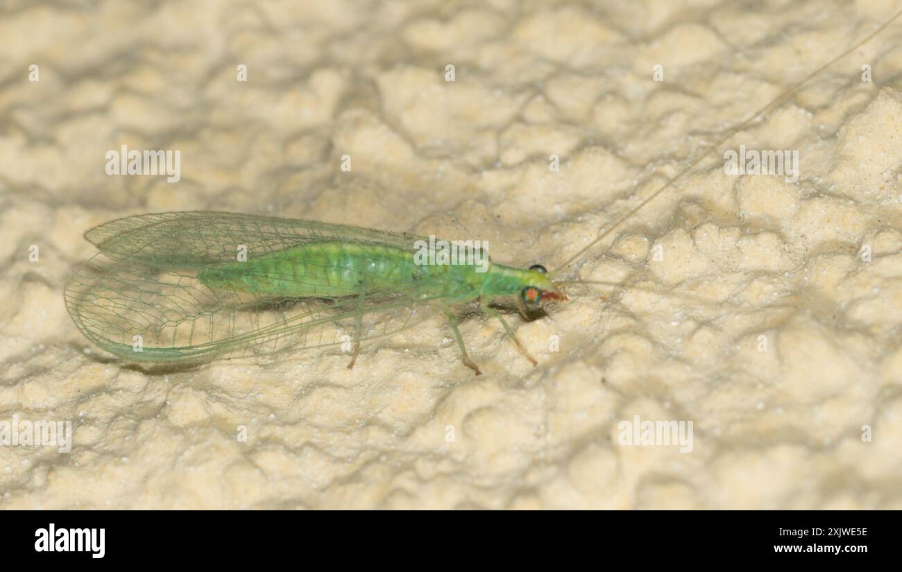 common green lacewings (Chrysoperla) Insecta Stock Photo - Alamy