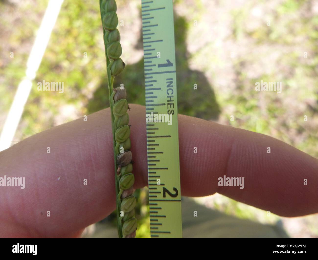 Florida paspalum (Paspalum floridanum) Plantae Stock Photo - Alamy