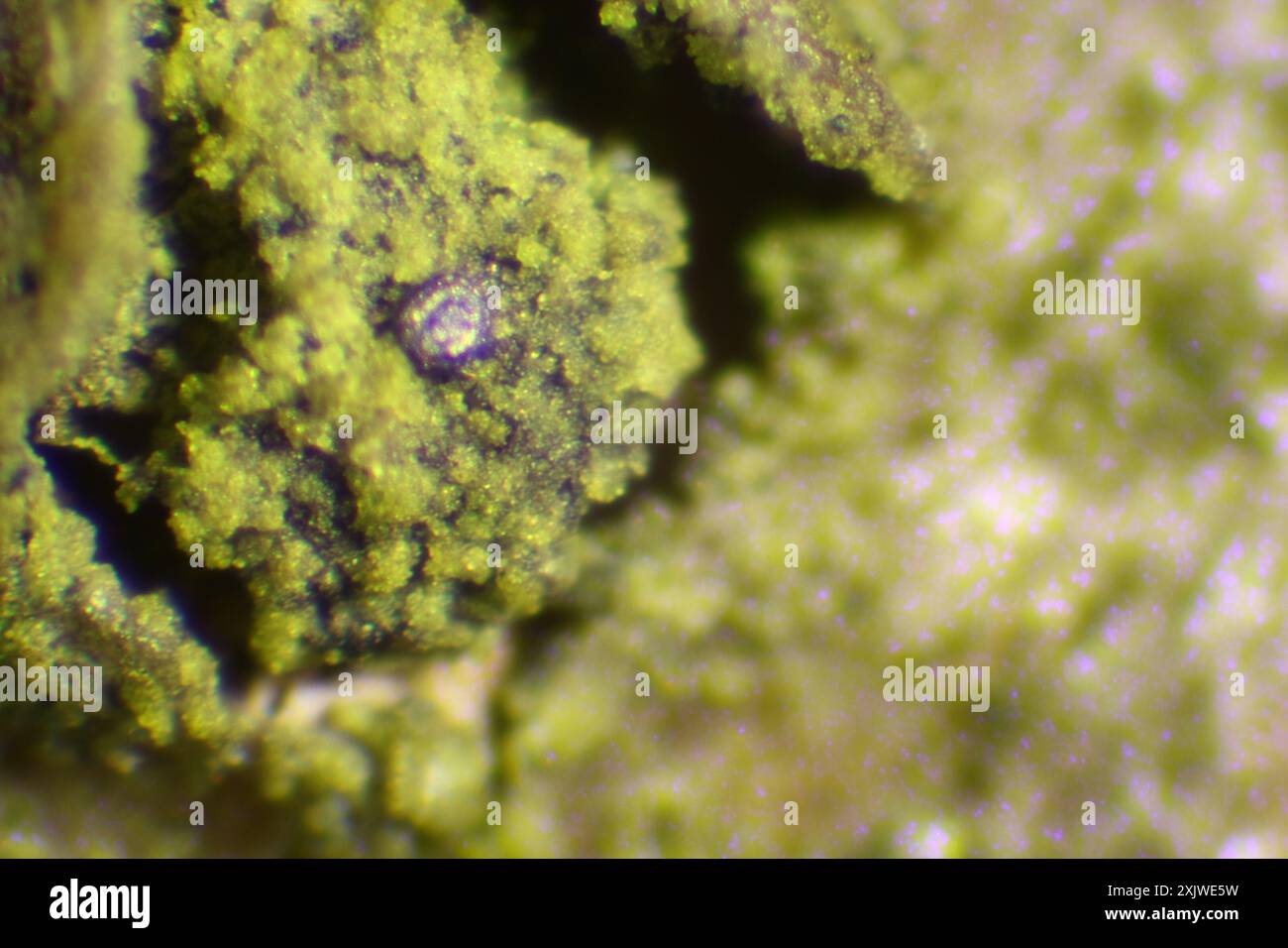 green algae (Chlorophyta) Plantae Stock Photo - Alamy