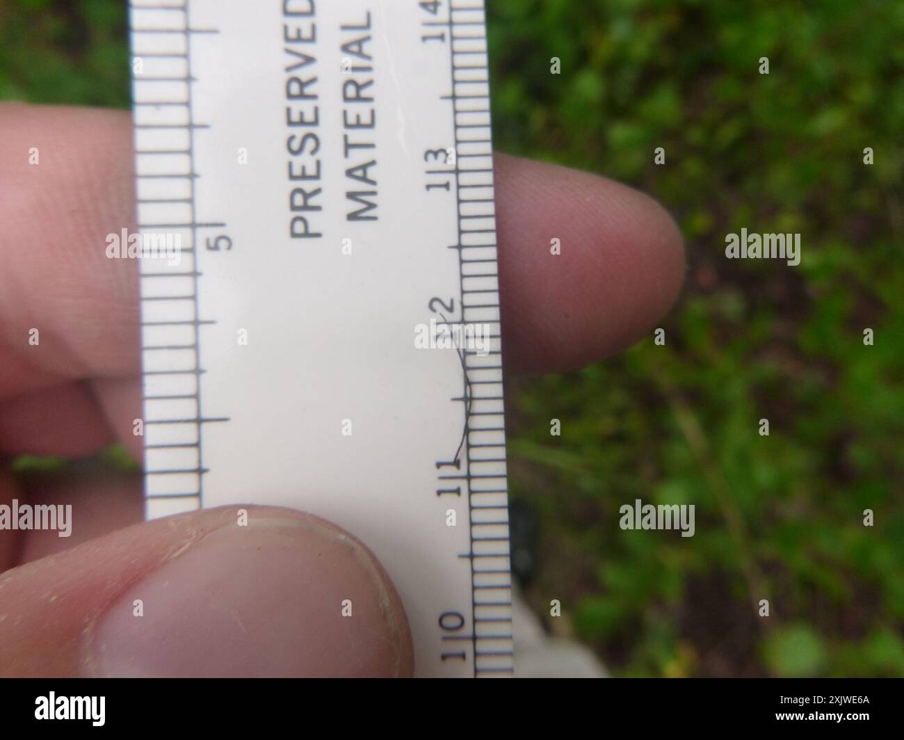 Virginia marbleseed (Lithospermum virginianum) Plantae Stock Photo - Alamy