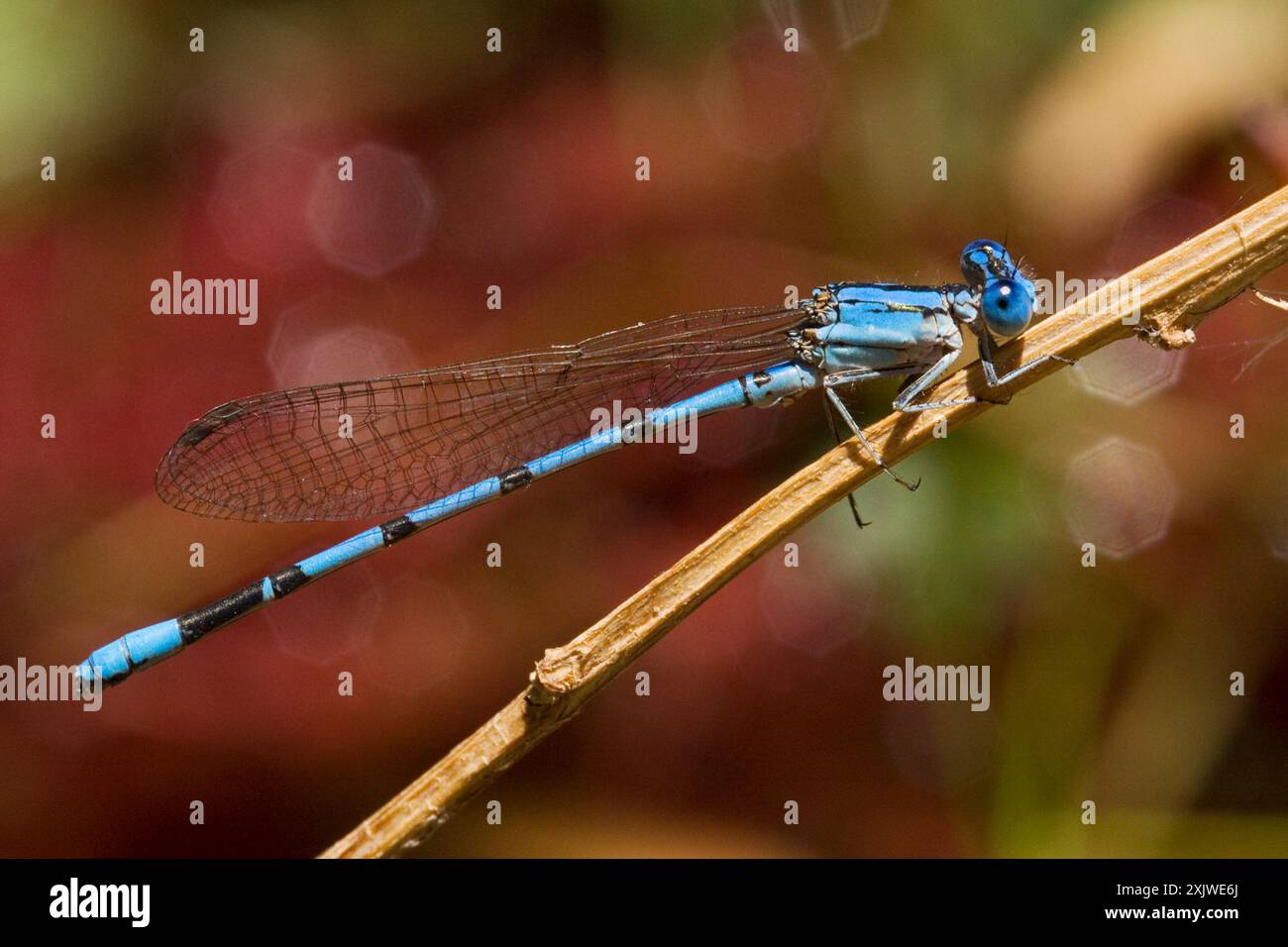 Aztec Dancer (Argia nahuana) Insecta Stock Photo - Alamy