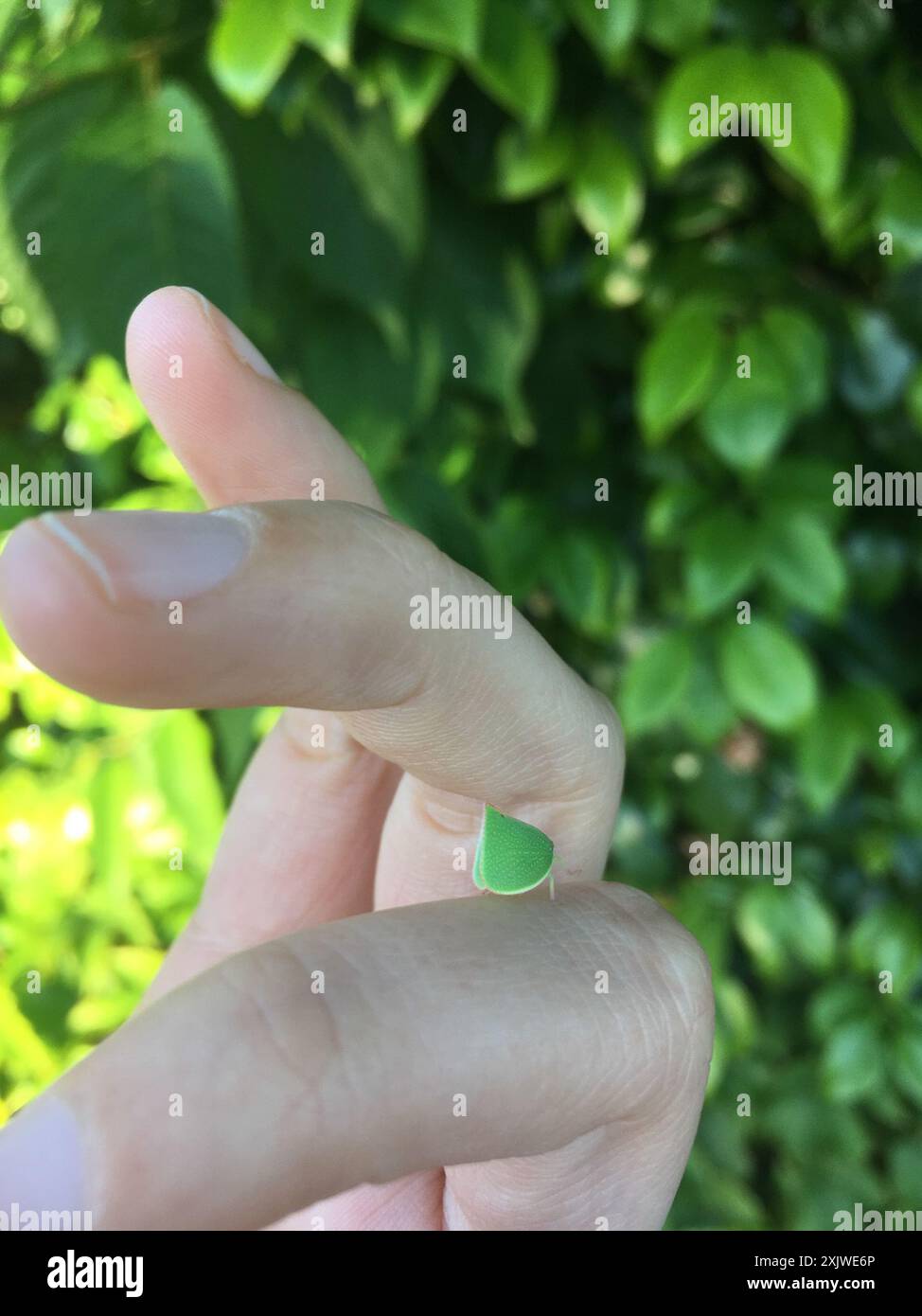 Torpedo Bug (Siphanta acuta) Insecta Stock Photo - Alamy