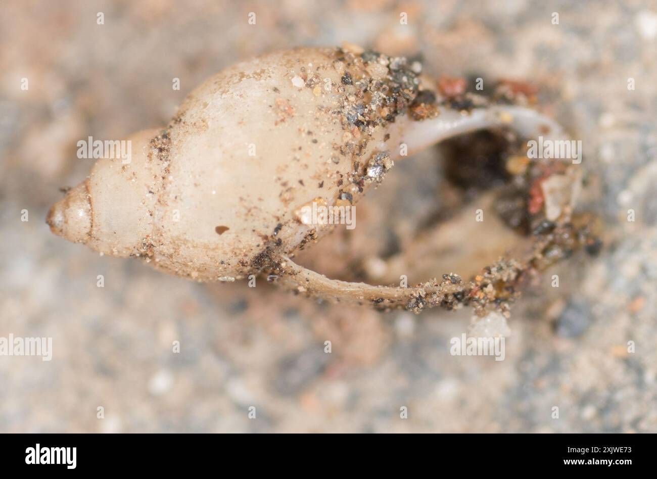 Bladder Snails (Physidae) Mollusca Stock Photo - Alamy