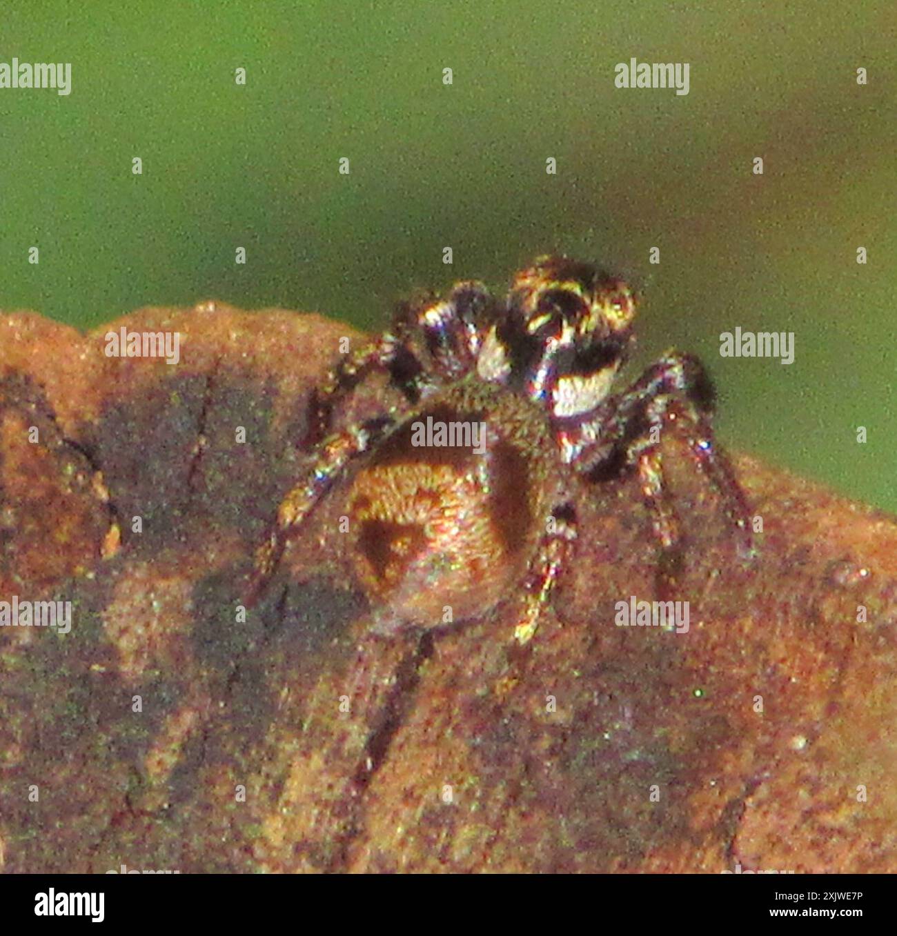 Corythalia conferta hi-res stock photography and images - Alamy