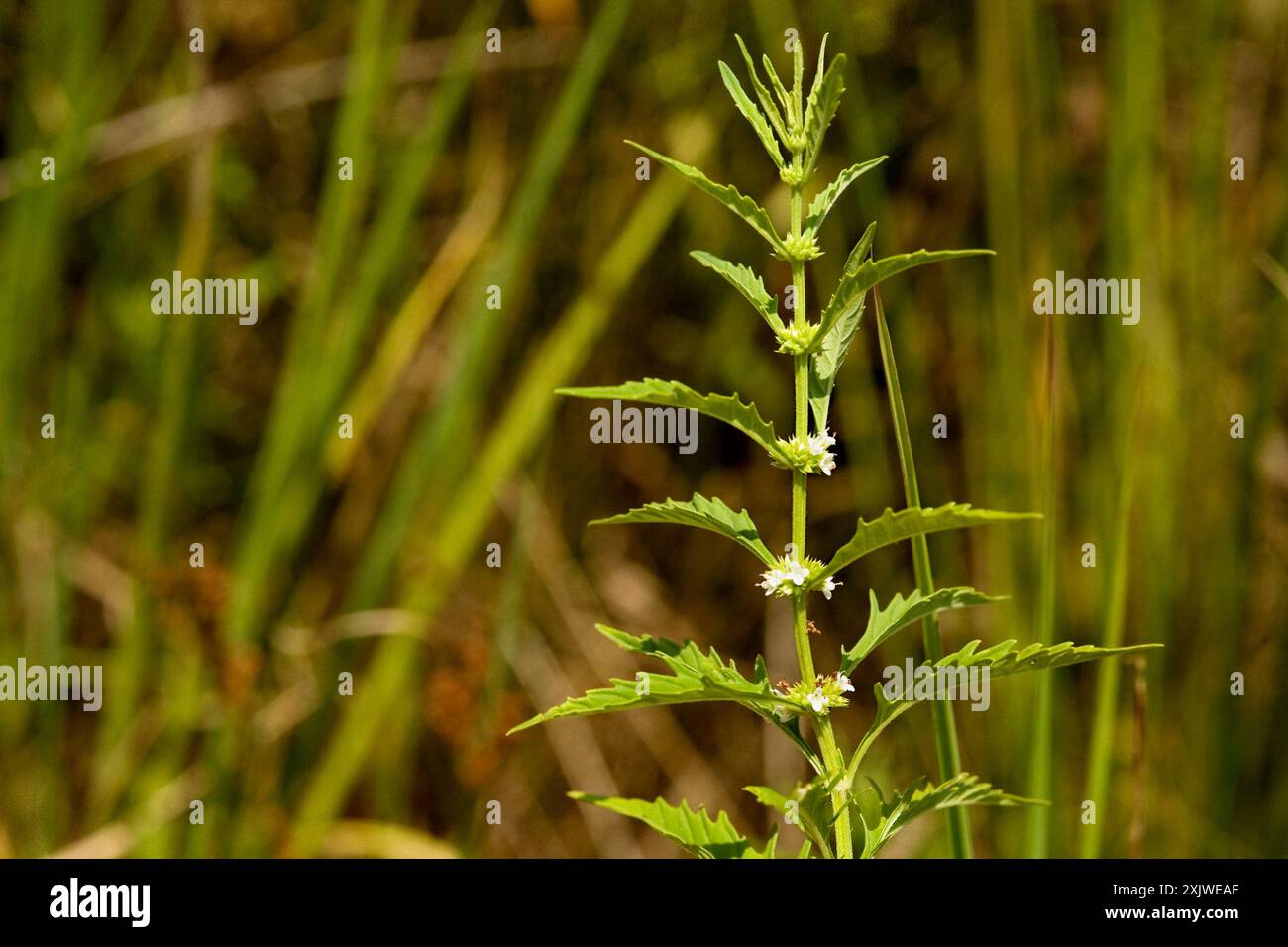 American bugleweed (Lycopus americanus) Plantae Stock Photo - Alamy