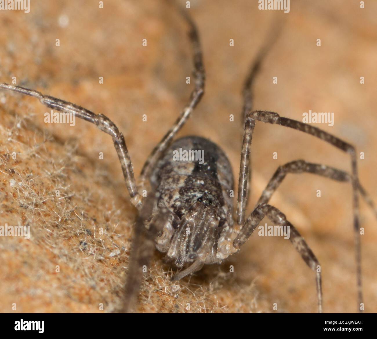 Protolophus hi-res stock photography and images - Alamy