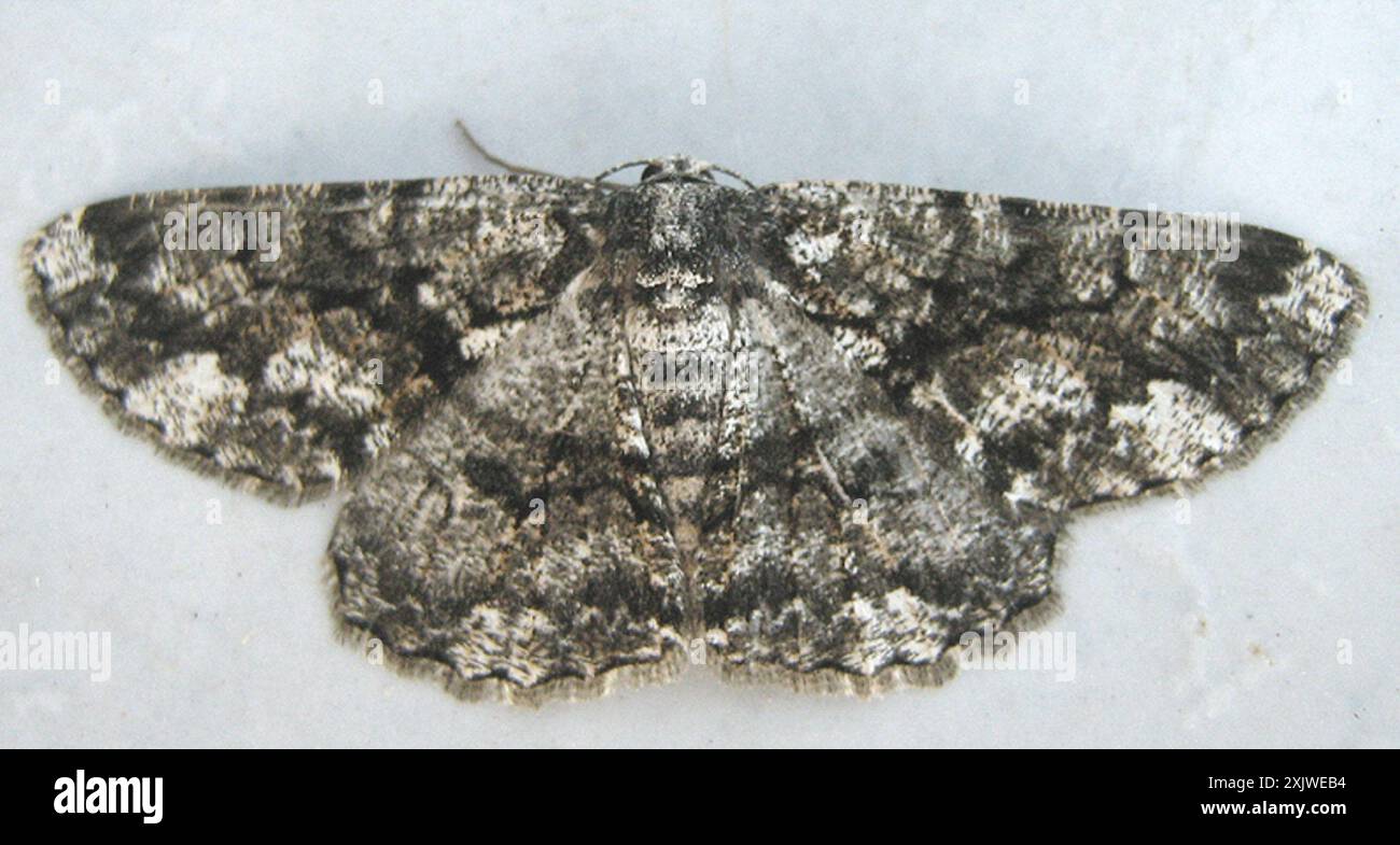 Geometer Moths (Geometridae) Insecta Stock Photo - Alamy