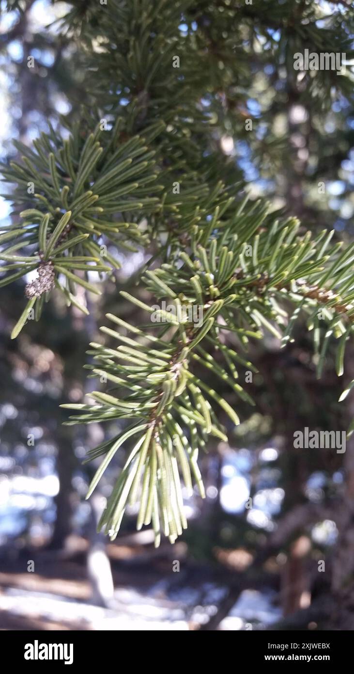 Engelmann spruce (Picea engelmannii) Plantae Stock Photo - Alamy