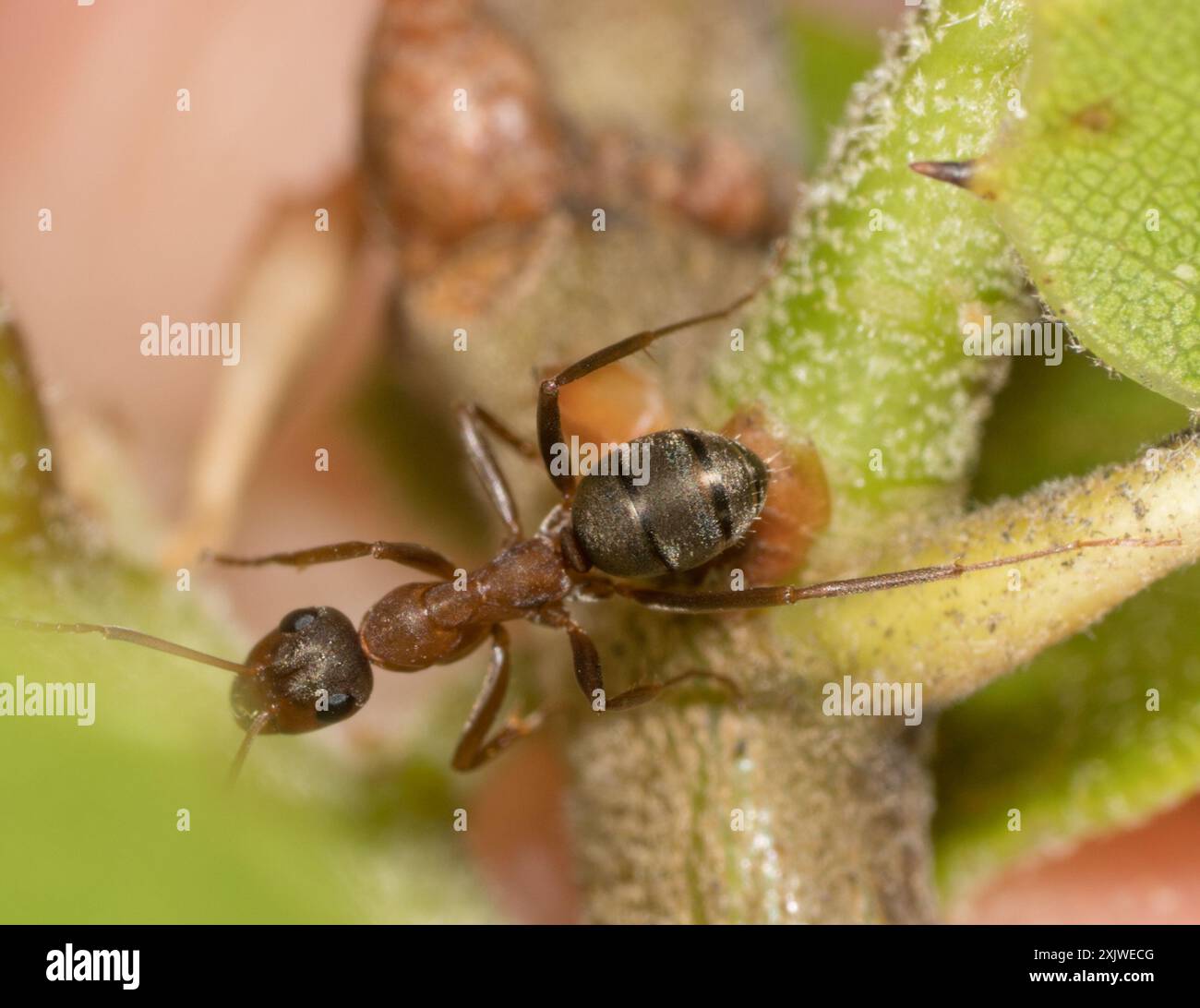 Wood, Mound, and Field Ants (Formica) Insecta Stock Photo - Alamy