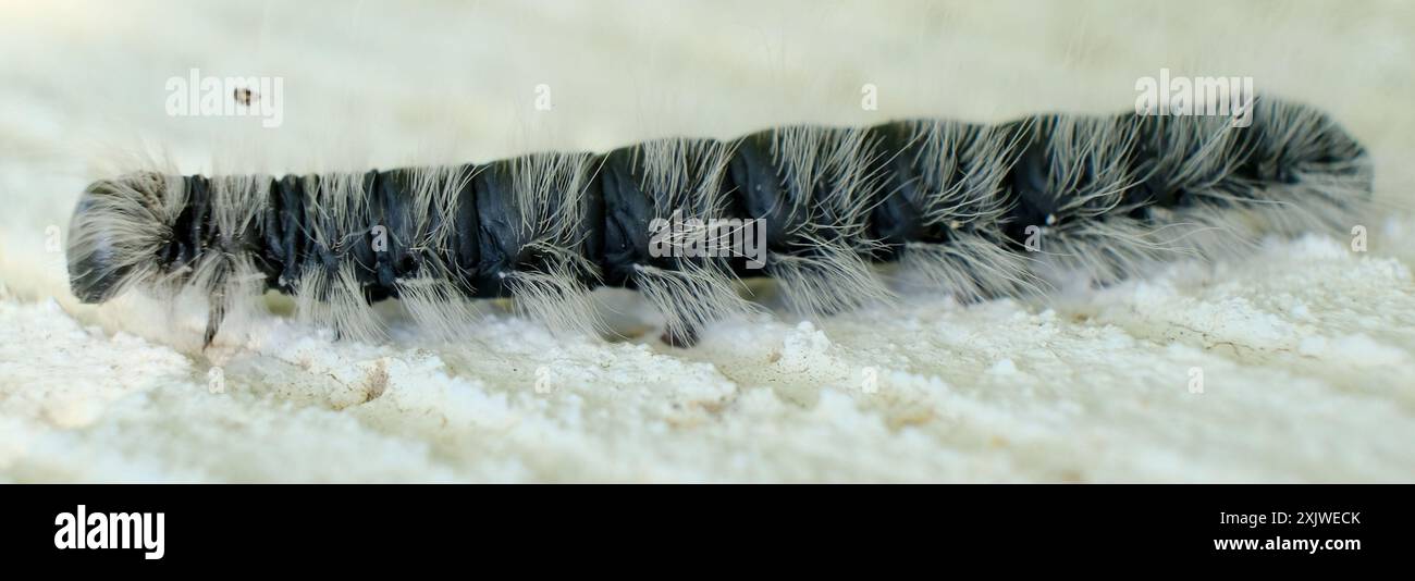 Walnut Caterpillar Moth (Datana integerrima) Insecta Stock Photo - Alamy