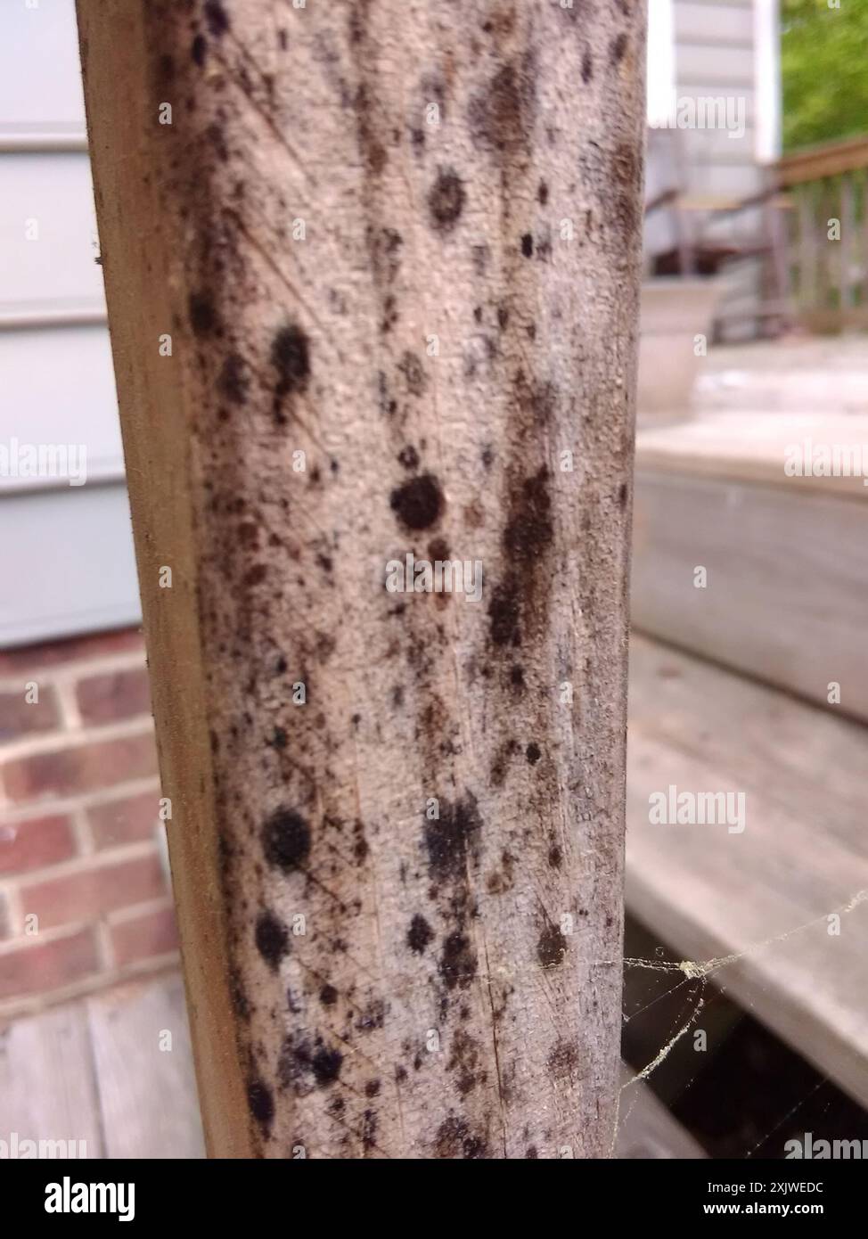 Stachybotrys hi-res stock photography and images - Alamy