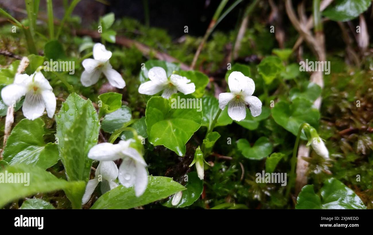 sweet white violet (Viola blanda) Plantae Stock Photo - Alamy