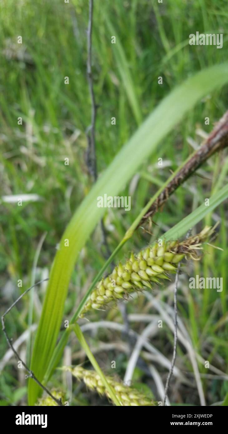 lake sedge (Carex lacustris) Plantae Stock Photo - Alamy