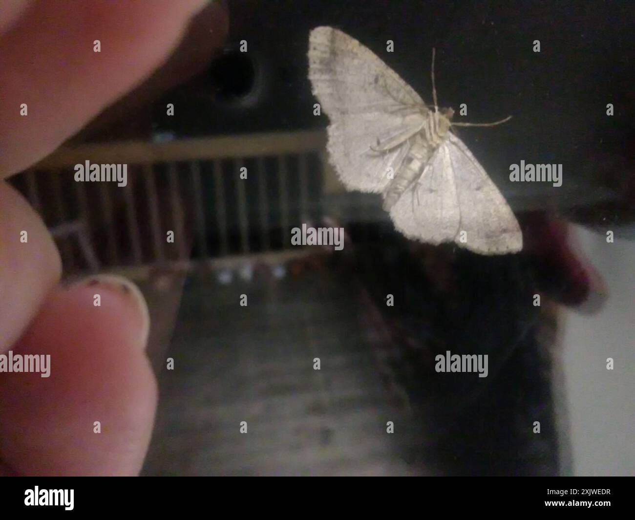 Geometer Moths (Geometridae) Insecta Stock Photo - Alamy