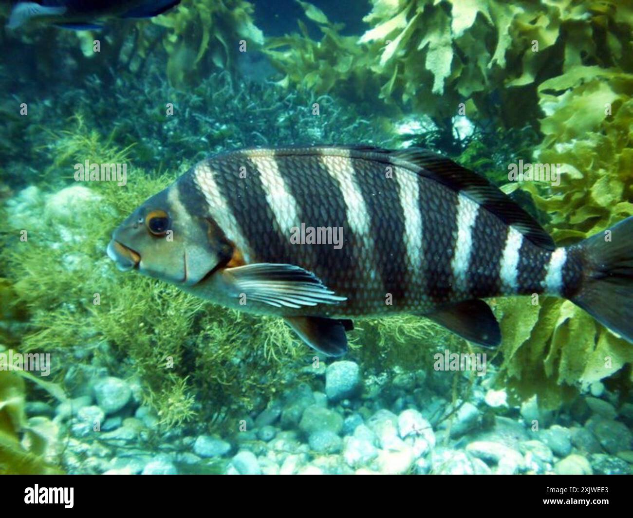 Banded Morwong (Chirodactylus spectabilis) Actinopterygii Stock Photo ...