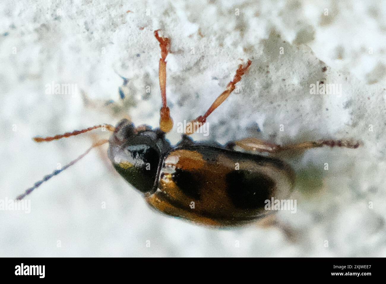 Four-marked Oval Leaf Beetle (Paria quadrinotata) Insecta Stock Photo ...