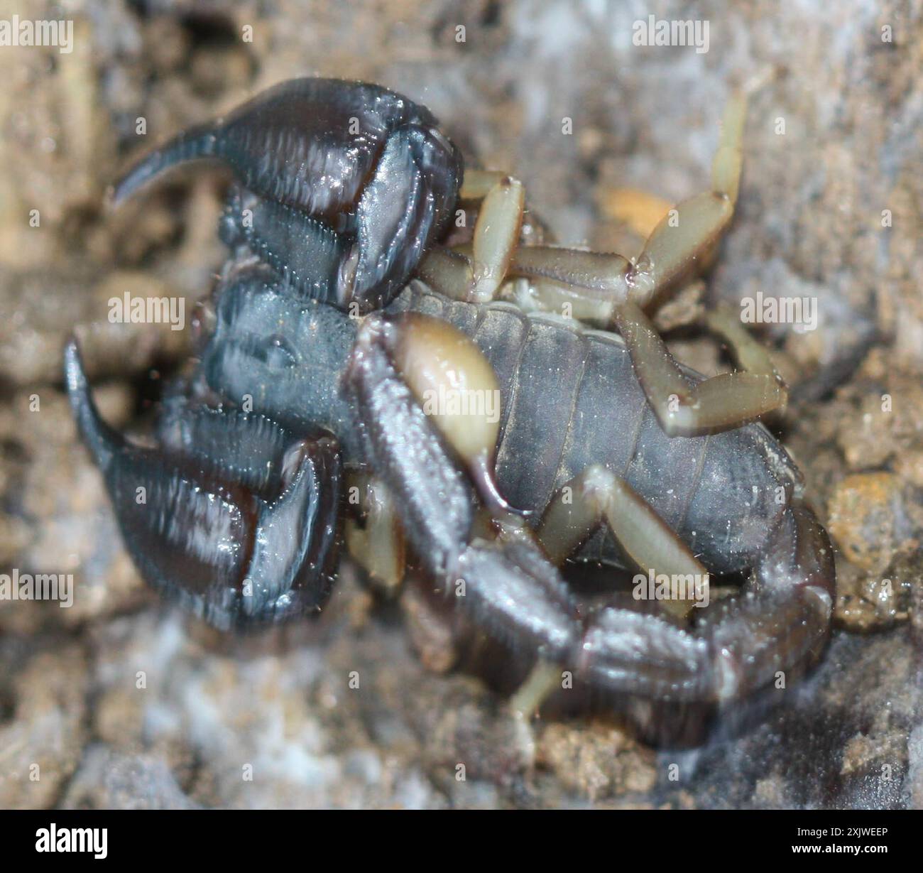 Western Forest Scorpion (Uroctonus mordax) Arachnida Stock Photo - Alamy