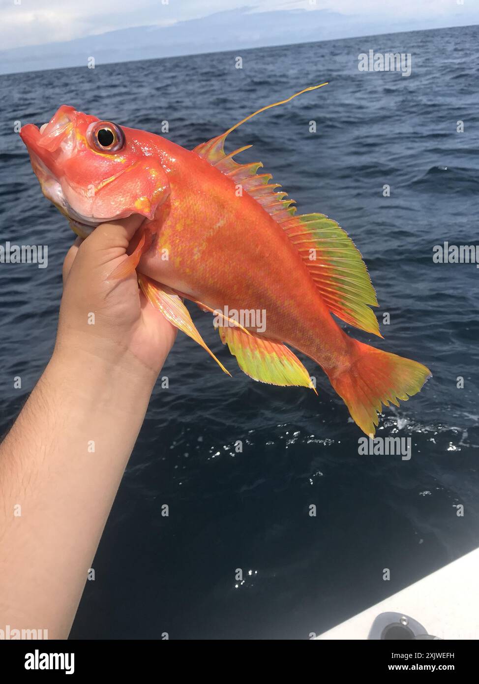 Damsel Bass (Hemanthias signifer) Actinopterygii Stock Photo - Alamy