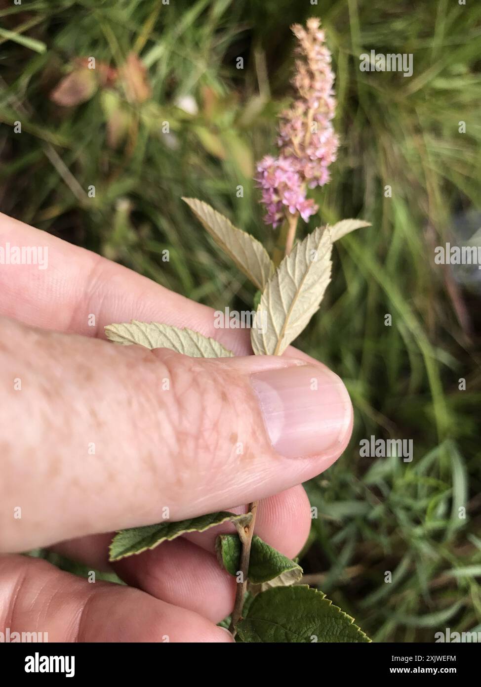 Steeplebush (Spiraea tomentosa) Plantae Stock Photo - Alamy