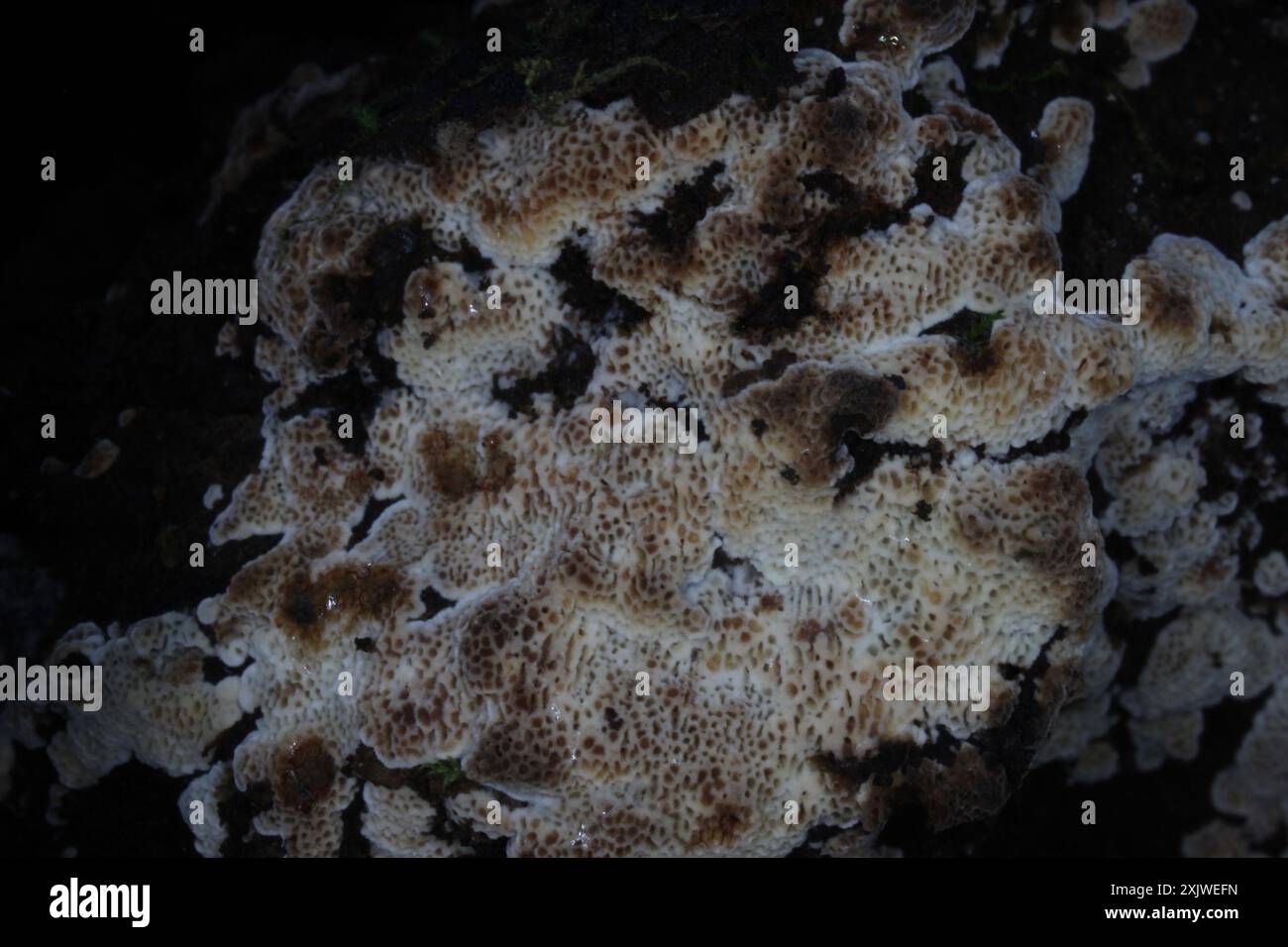 Basidiomycete Fungi (Basidiomycota) Fungi Stock Photo - Alamy