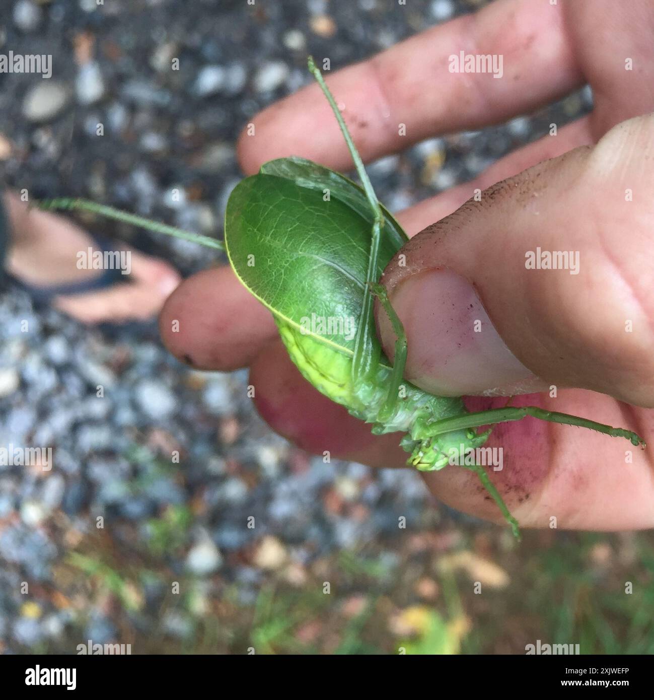 Common True Katydid (Pterophylla camellifolia) Insecta Stock Photo - Alamy