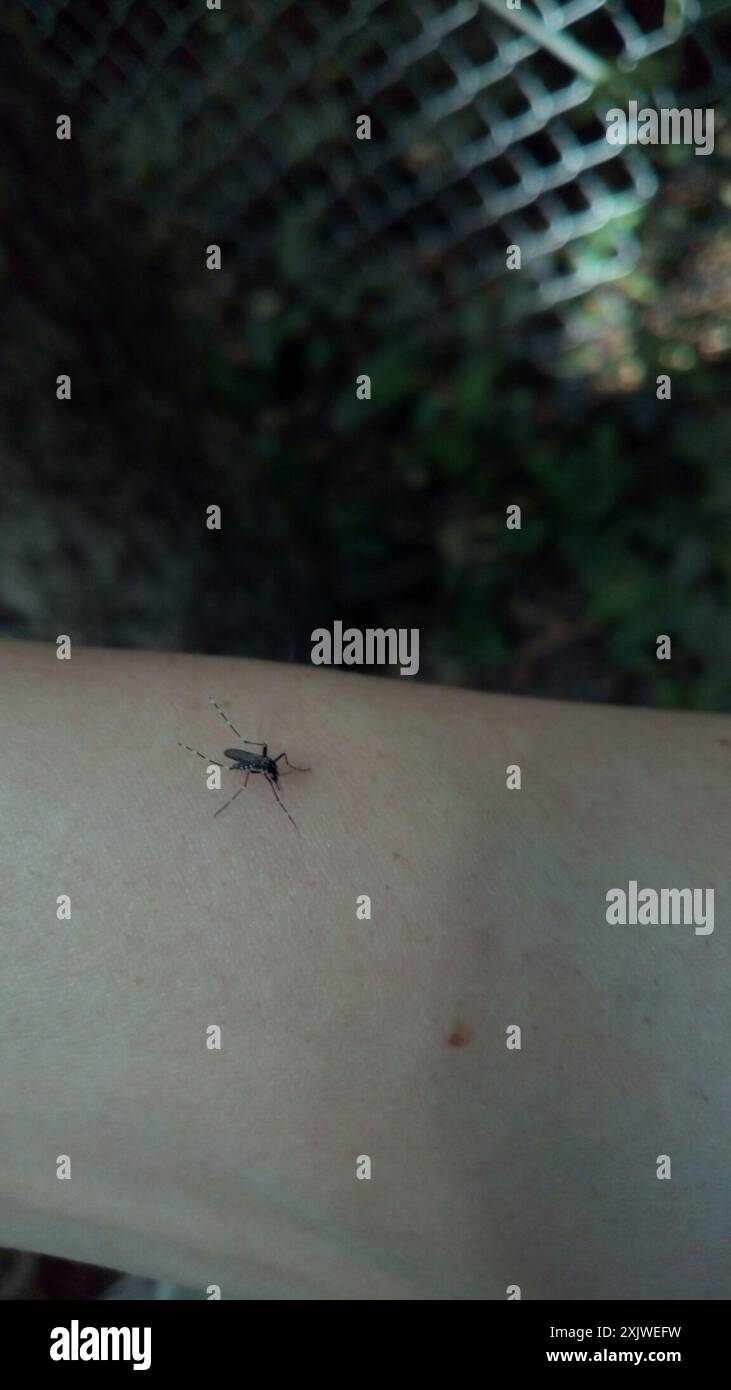 Asian Tiger Mosquito (Aedes albopictus) Insecta Stock Photo - Alamy