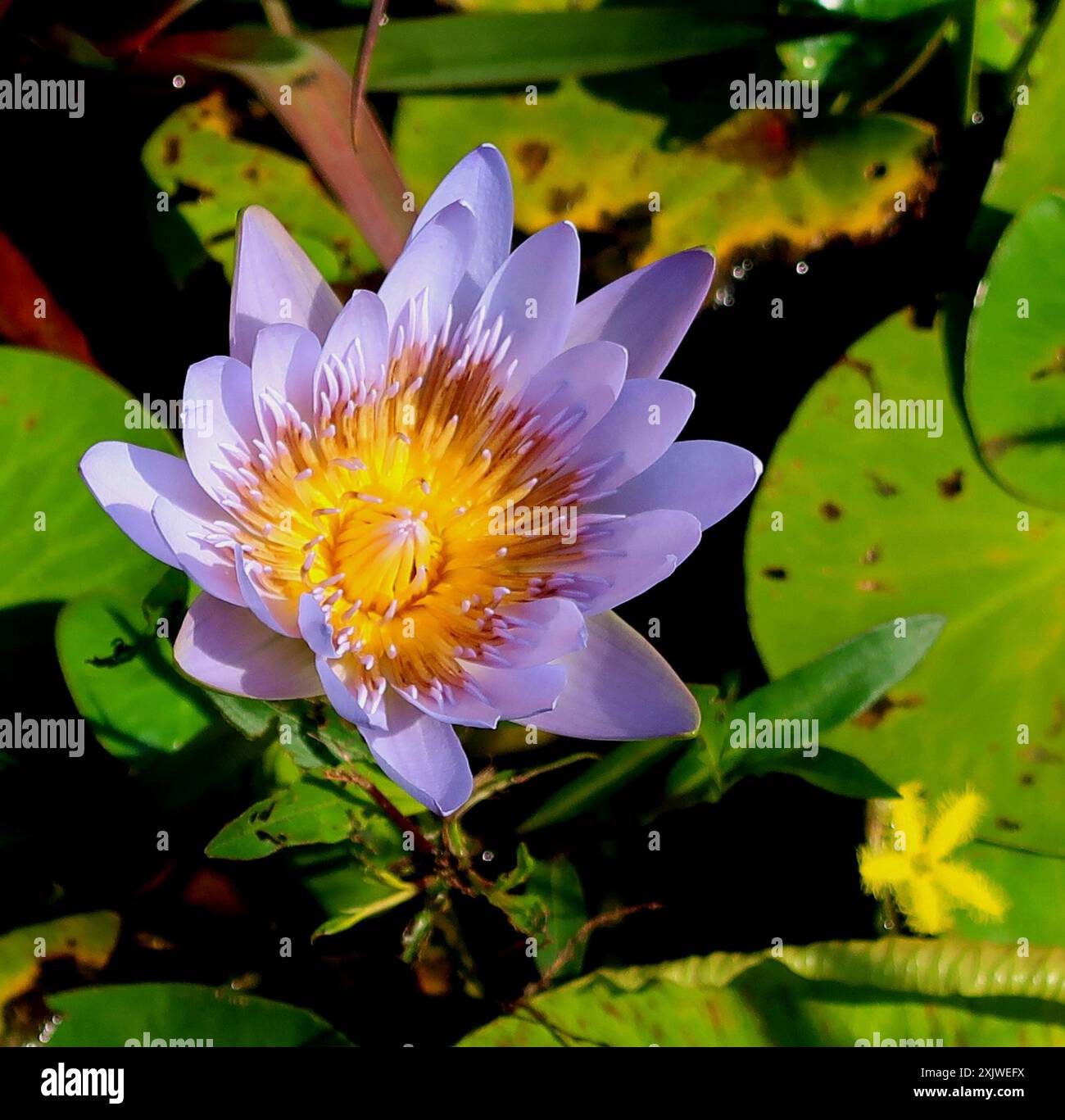 Blue Water Lily (Nymphaea nouchali caerulea) Plantae Stock Photo - Alamy