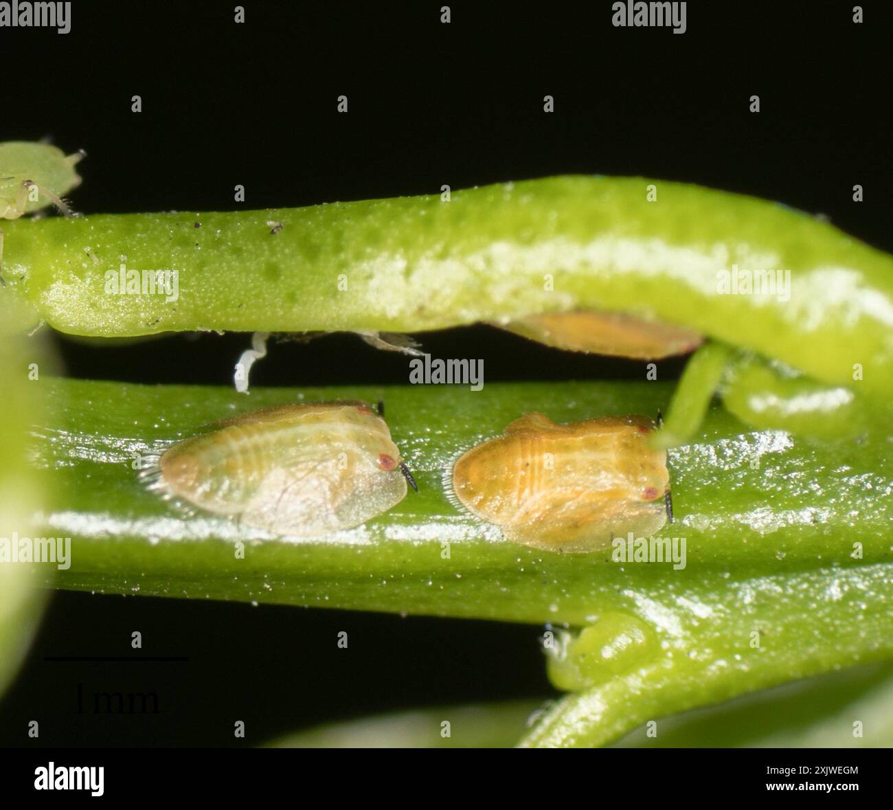 Diaphorina citrus hi-res stock photography and images - Alamy