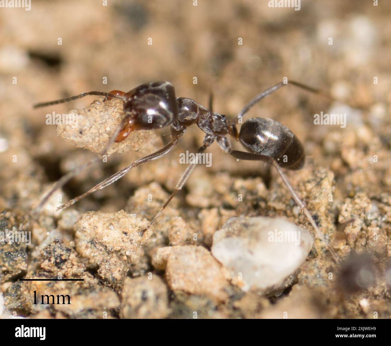 Pyramid Ants (Dorymyrmex) Insecta Stock Photo - Alamy