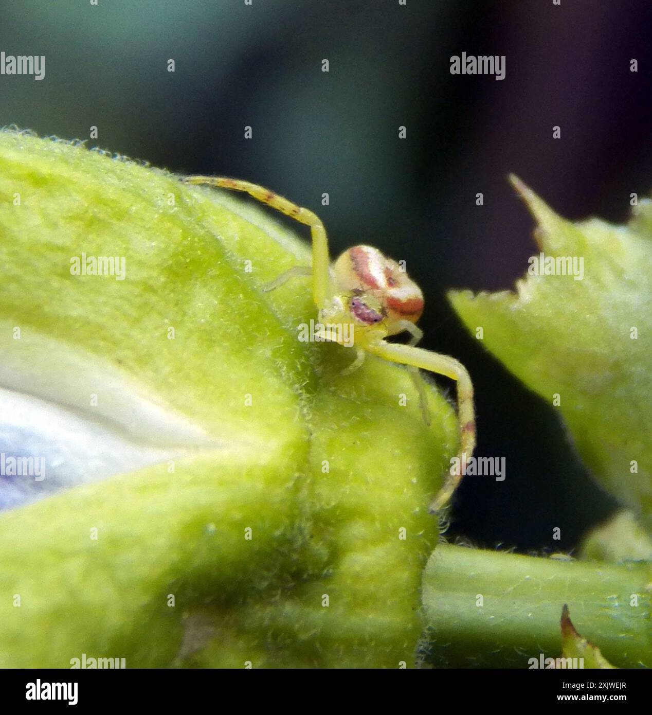 Crab Spiders (Thomisidae) Arachnida Stock Photo - Alamy