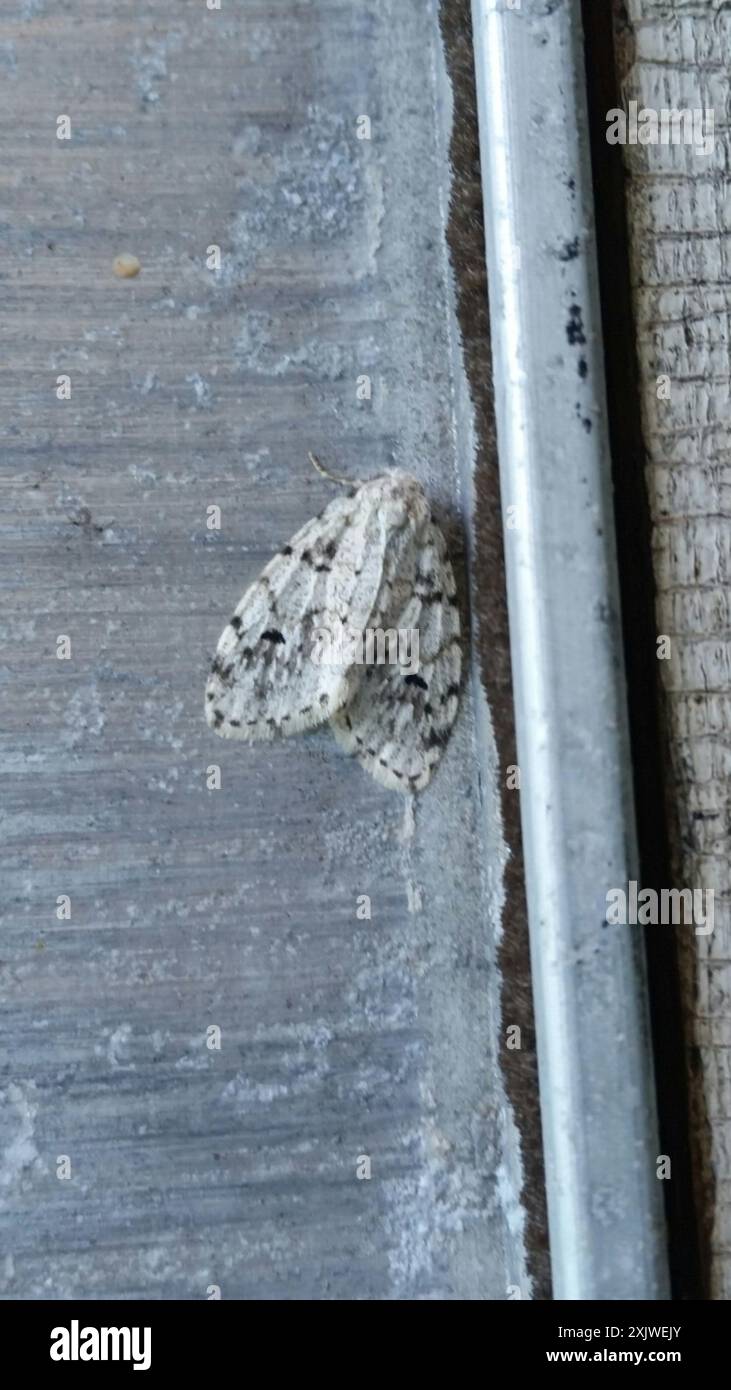 Little White Lichen Moth (Clemensia albata) Insecta Stock Photo - Alamy